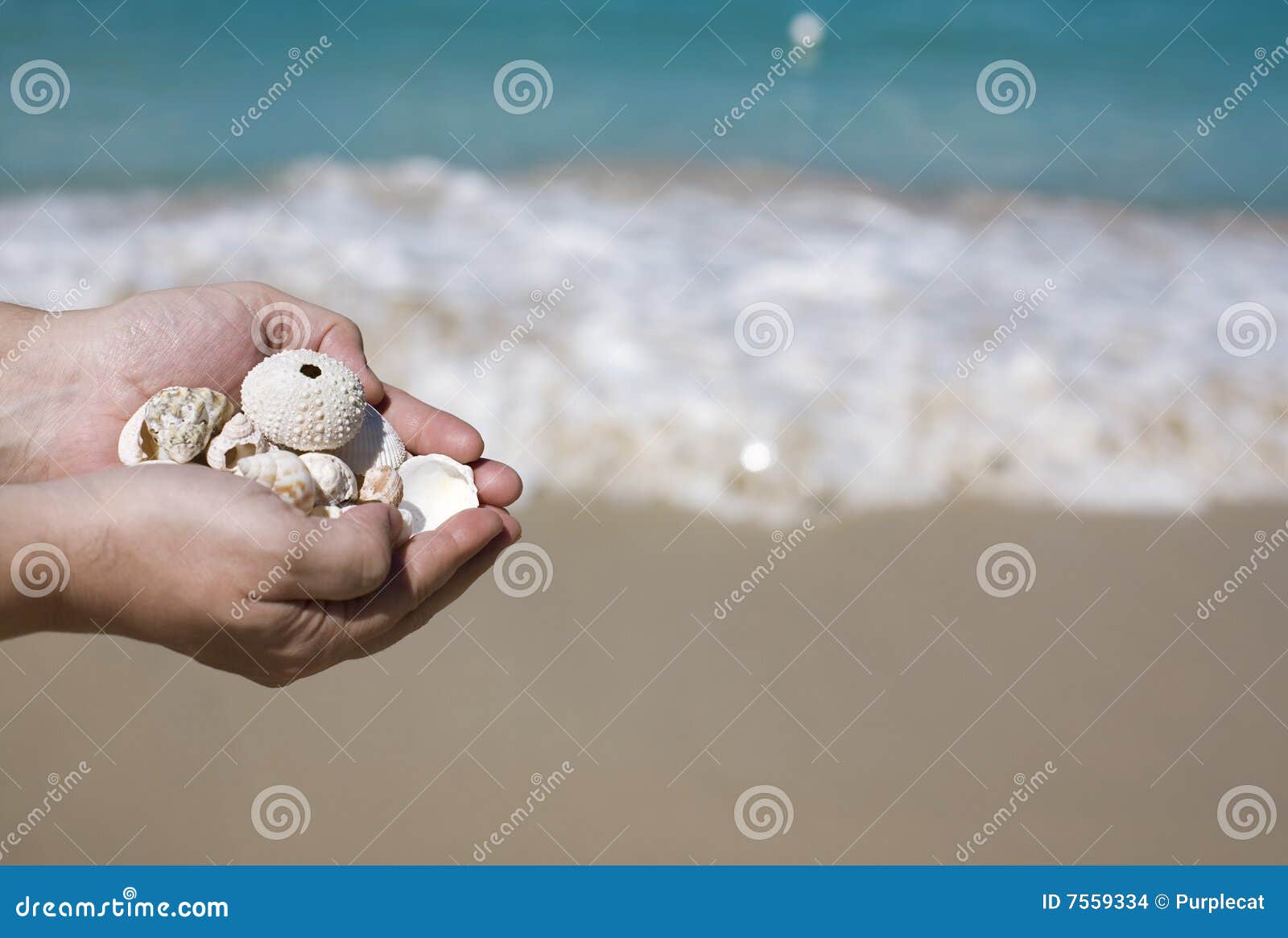 Shells in the hands stock photo. Image of shell, turquoise - 7559334