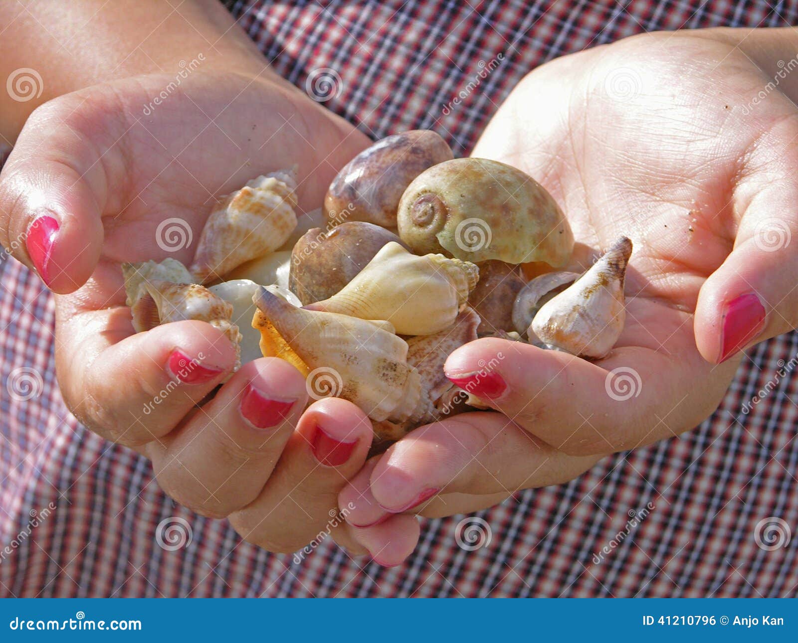 Shells in hands stock photo. Image of material, conching - 41210796