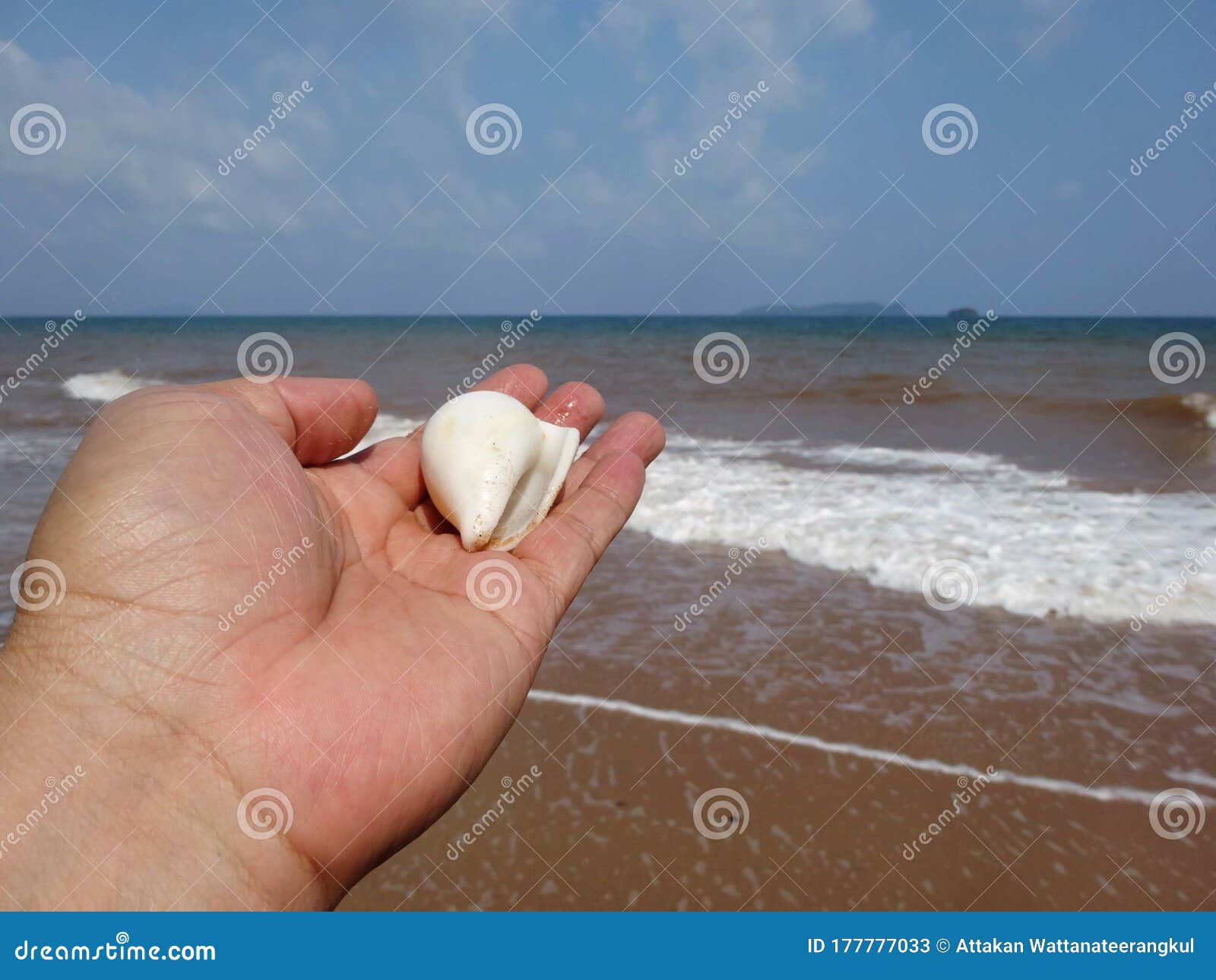 Shells in the hands stock image. Image of hands, beach - 177777033