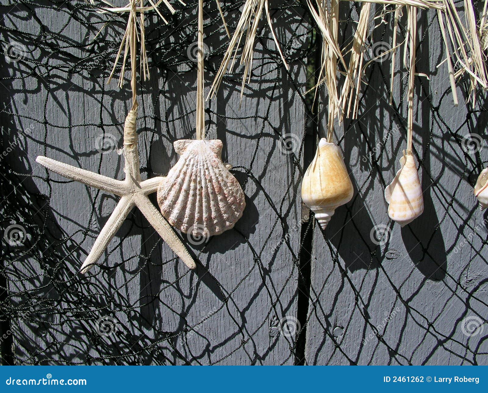 Shells hanging on a fence stock photo. Image of shells - 2461262