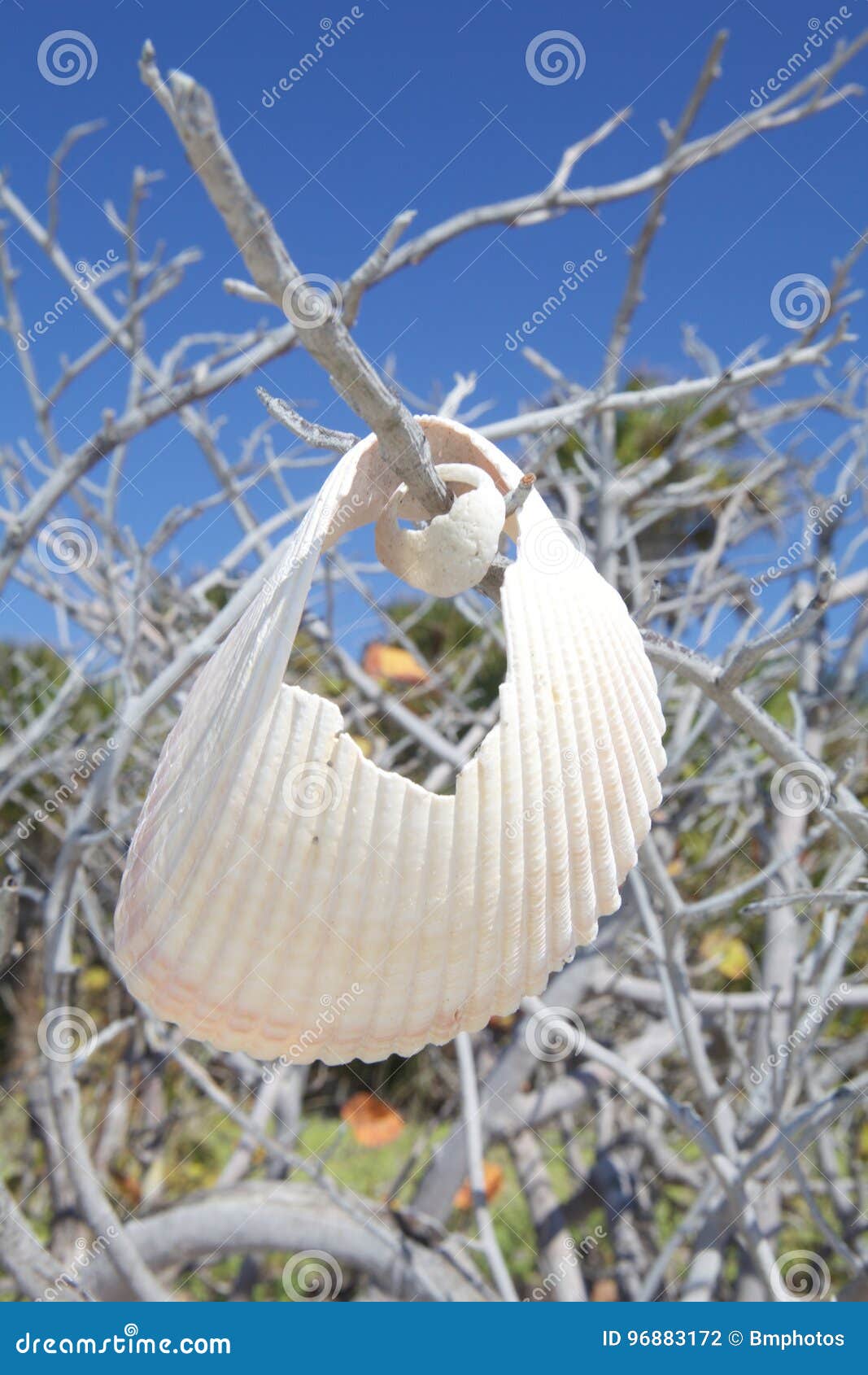 Shells Hanging in a Tree stock photo. Image of pieces - 96883172