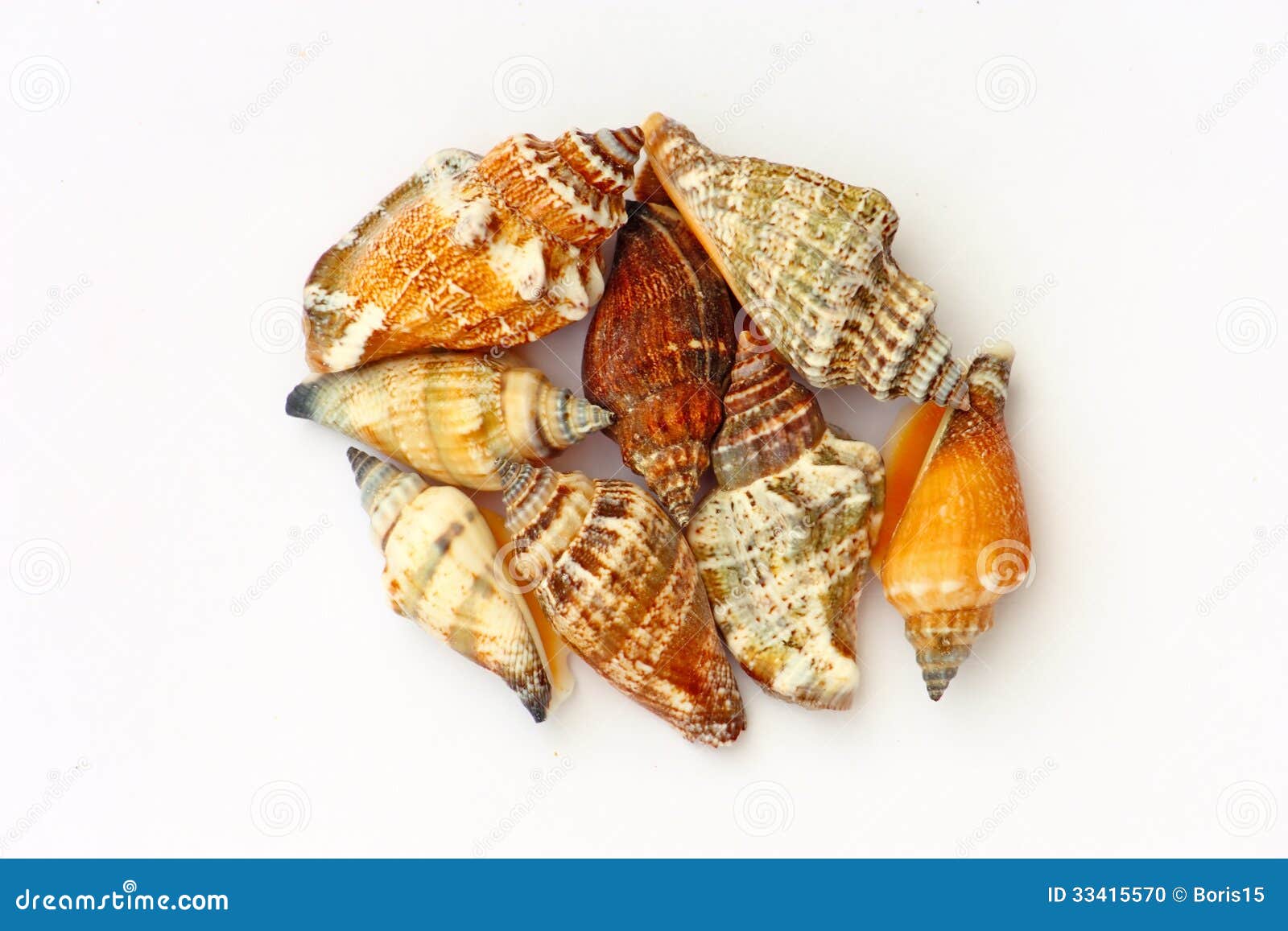 Shells stock photo. Image of animal, collection, shell - 33415570