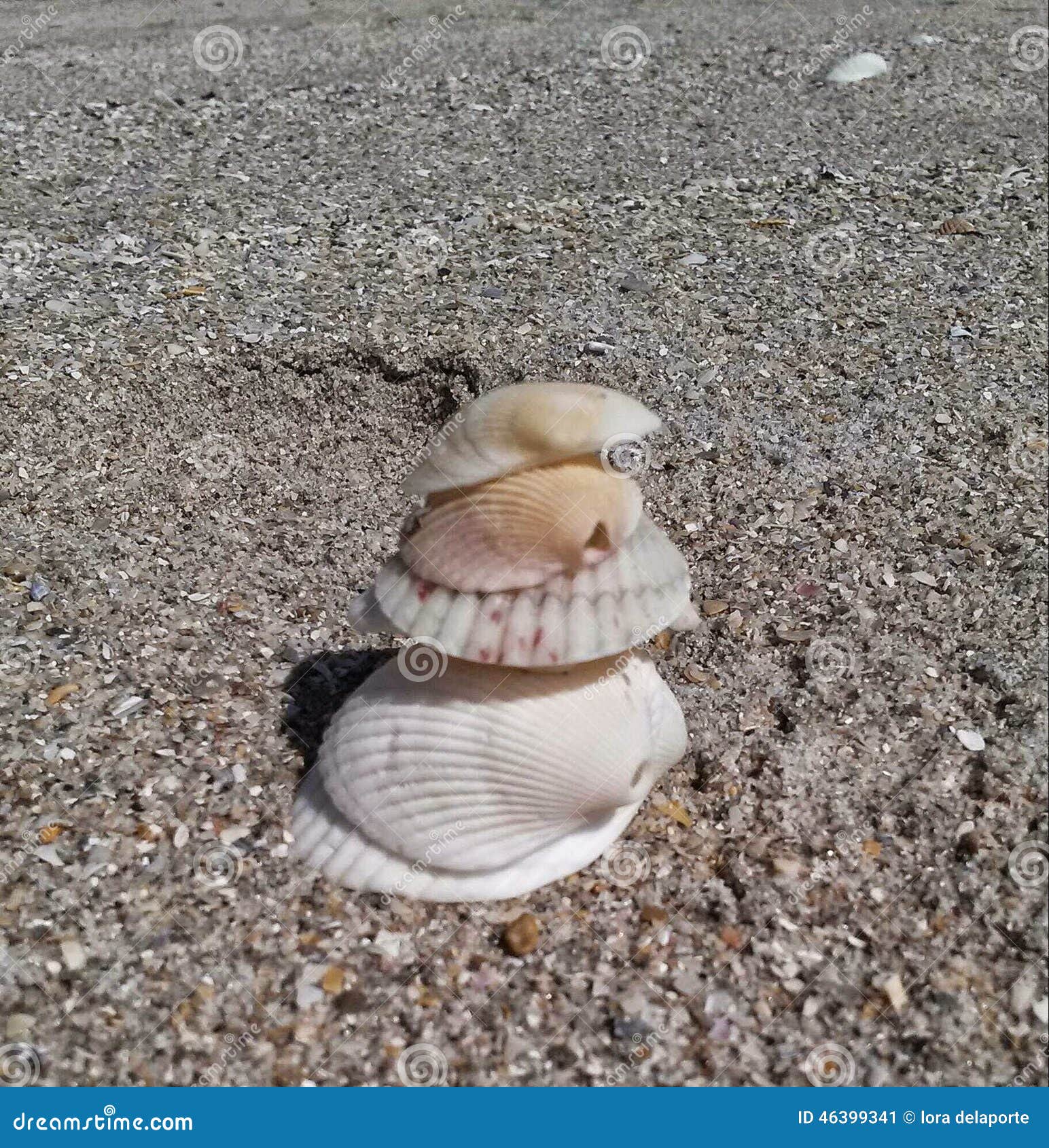 5 shells high stock image. Image of shells, high, sand - 46399341