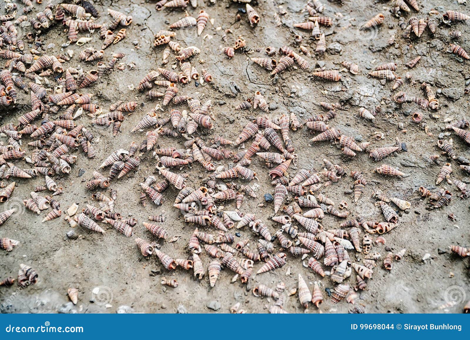 Shells Horn Snails Potamididae Stock Photo - Image of empty, extreme ...