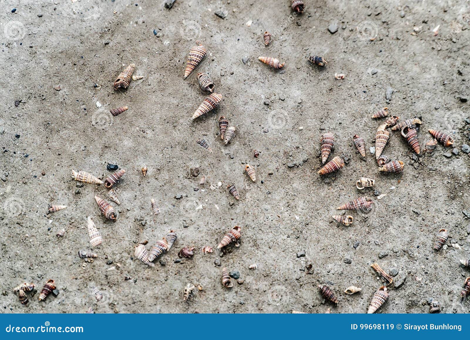 Shells Horn Snails Potamididae Stock Image - Image of animal, cone ...