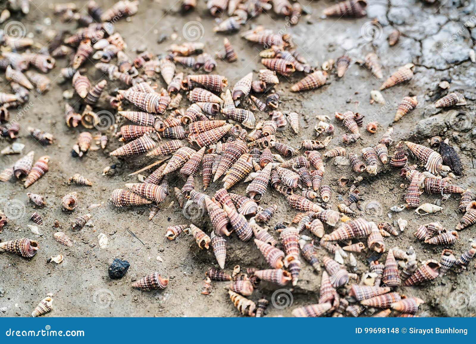 Shells Horn Snails Potamididae Stock Photo - Image of life, pattern ...