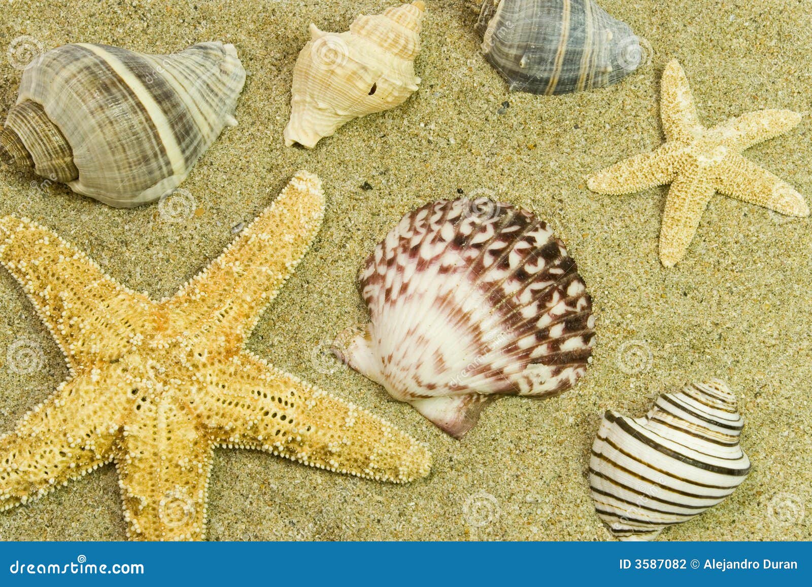 Shells II stock photo. Image of size, mussel, design, product - 3587082