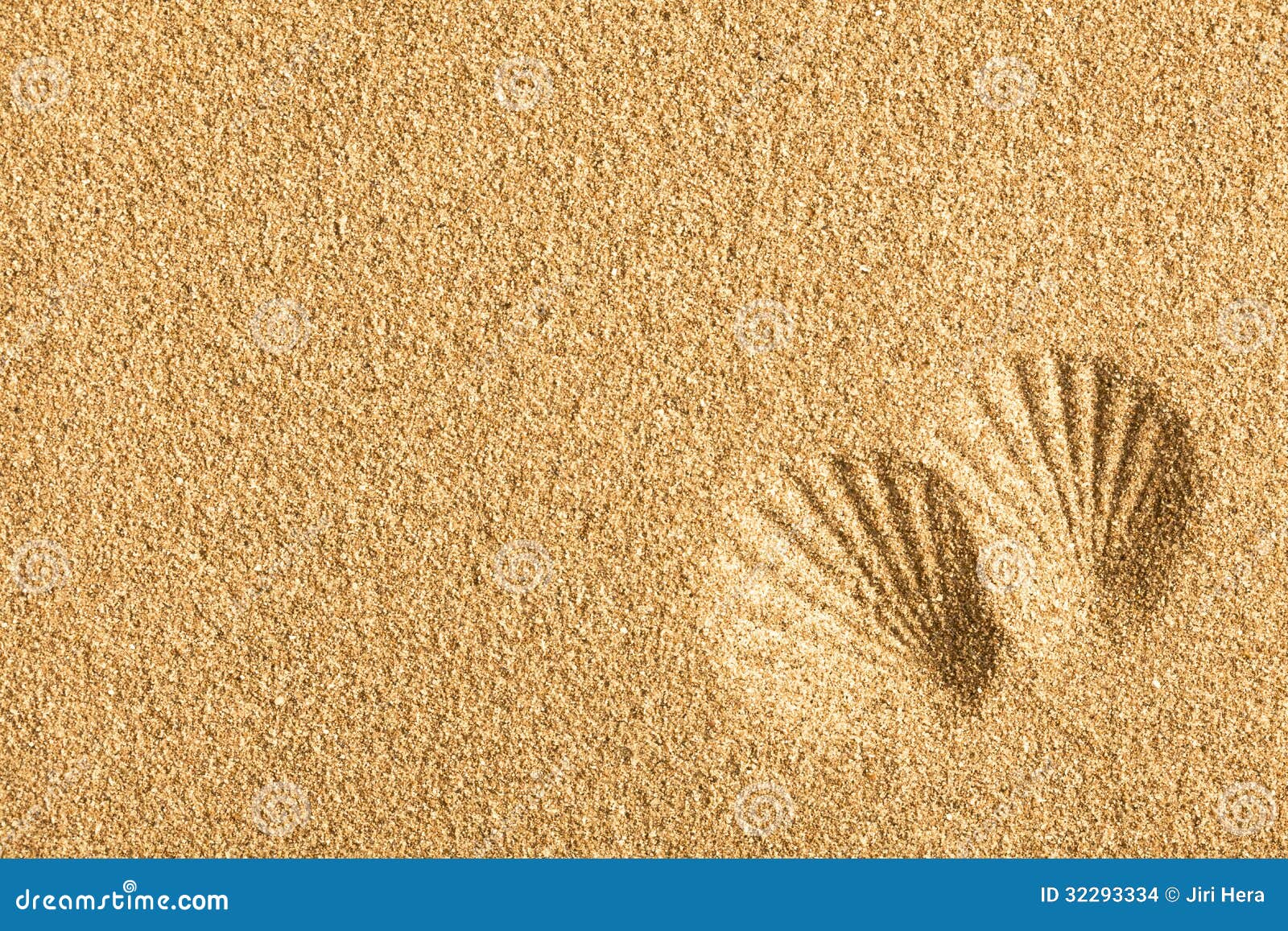 Shells Imprinted on the Sand Stock Photo - Image of texture, sand: 32293334