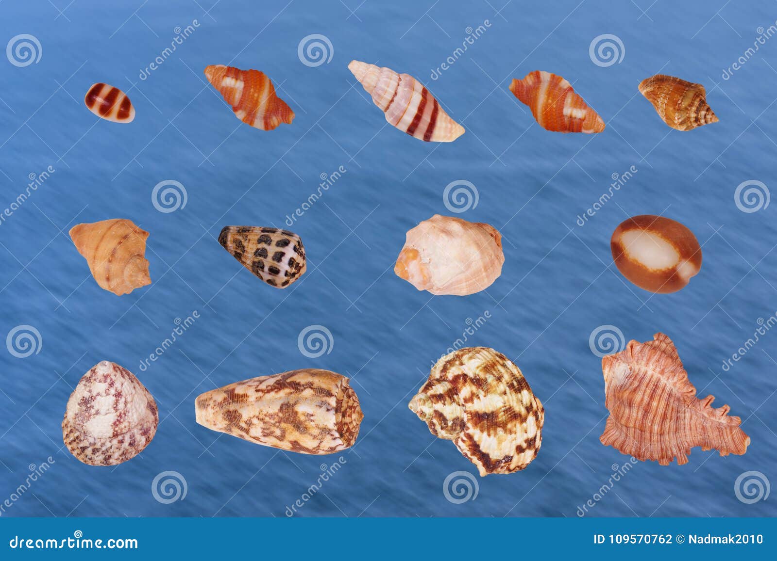 Set of Different Shells of Shellfish from the Indian Ocean Isolated on ...