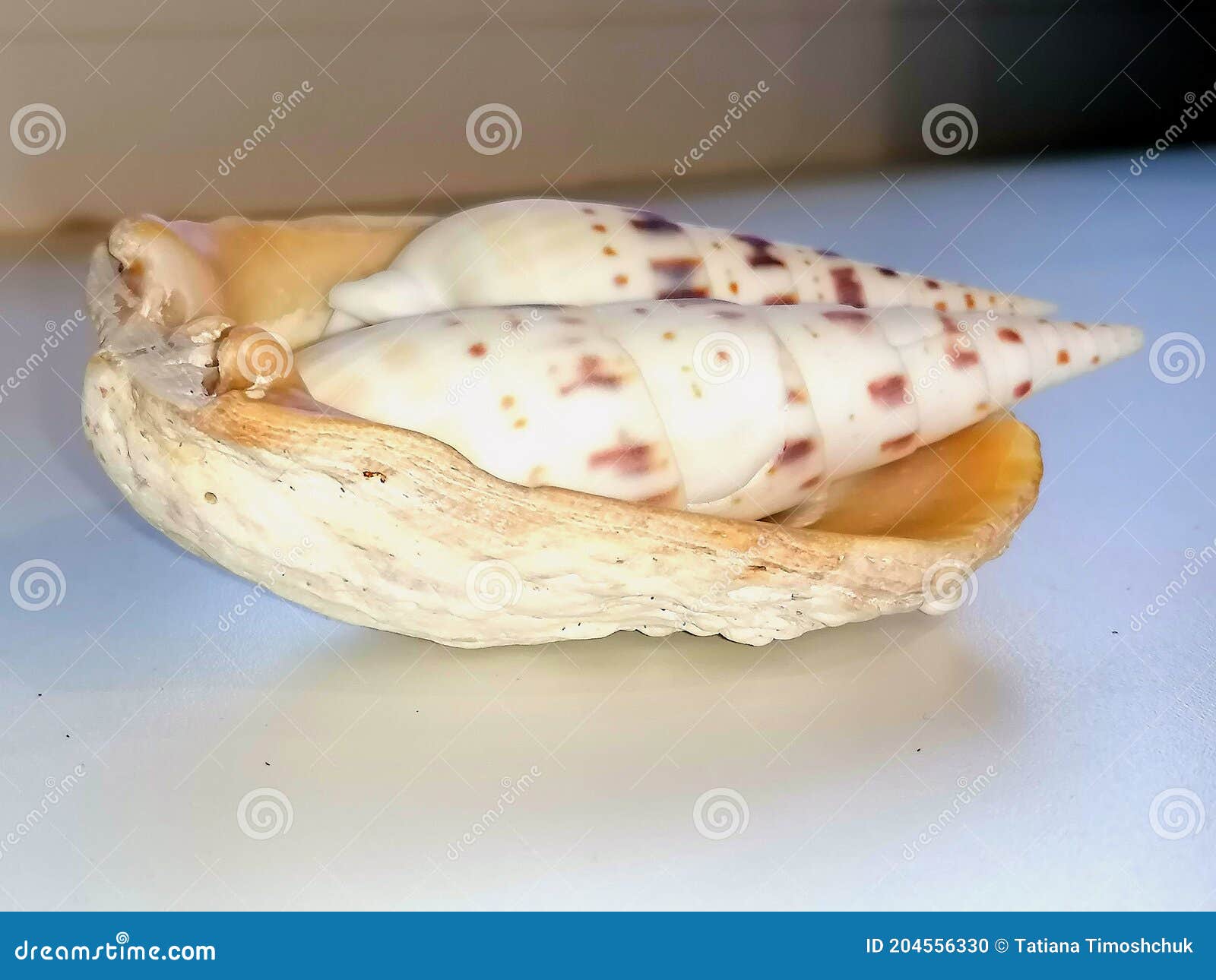 Shells from the Indian Ocean Stock Photo - Image of compositi, shells ...