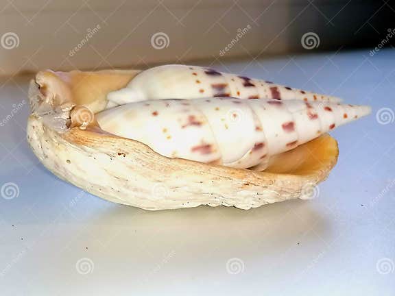 Shells from the Indian Ocean Stock Photo - Image of compositi, shells ...