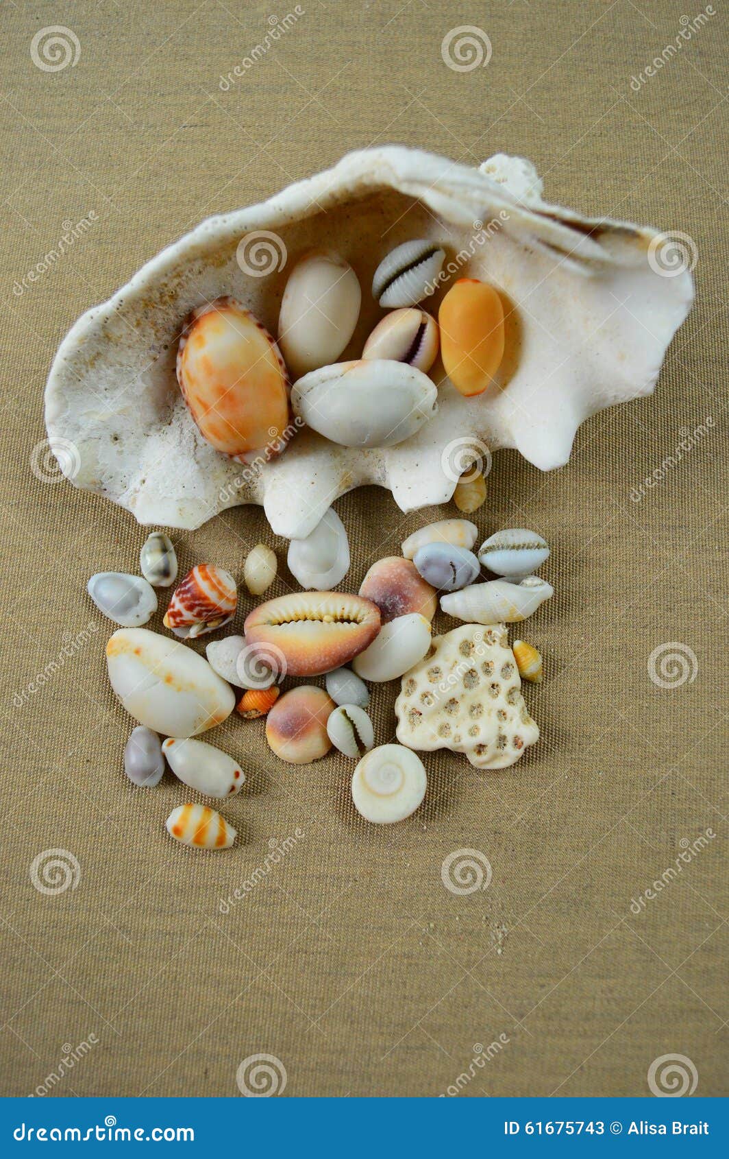 Shells from indian ocean stock image. Image of still - 61675743