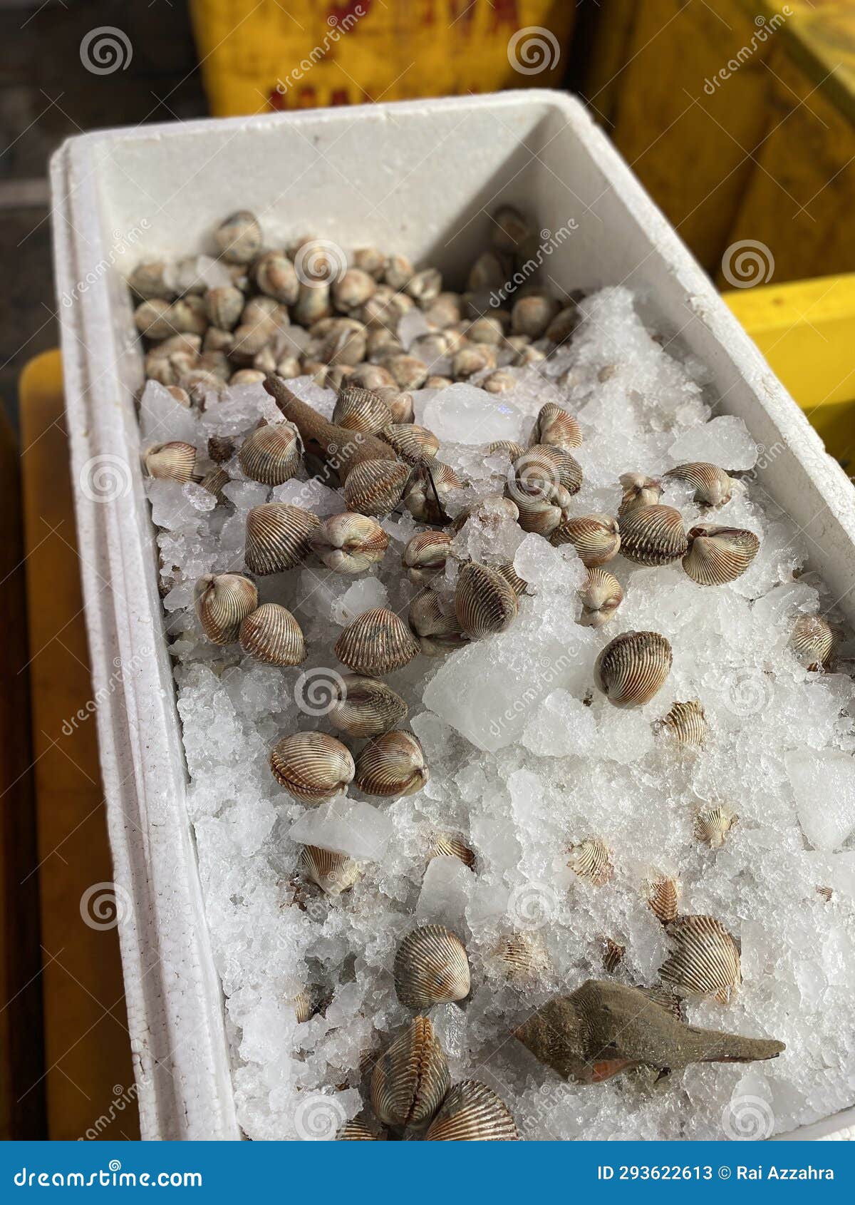 Shells from Indonesia stock image. Image of kinds, shells - 293622613