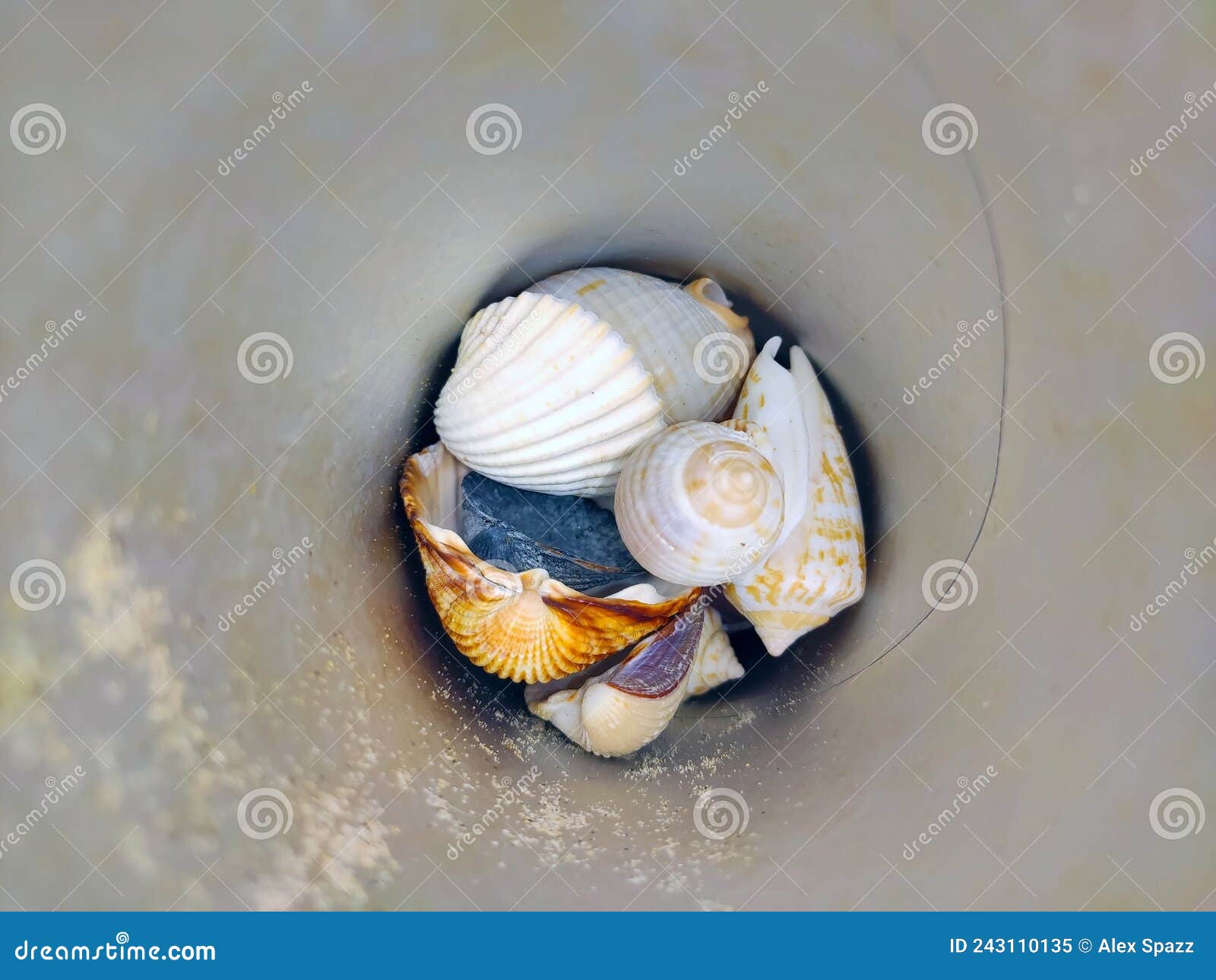 The Shells Inside the Aluminum Can. Stock Image - Image of inside ...