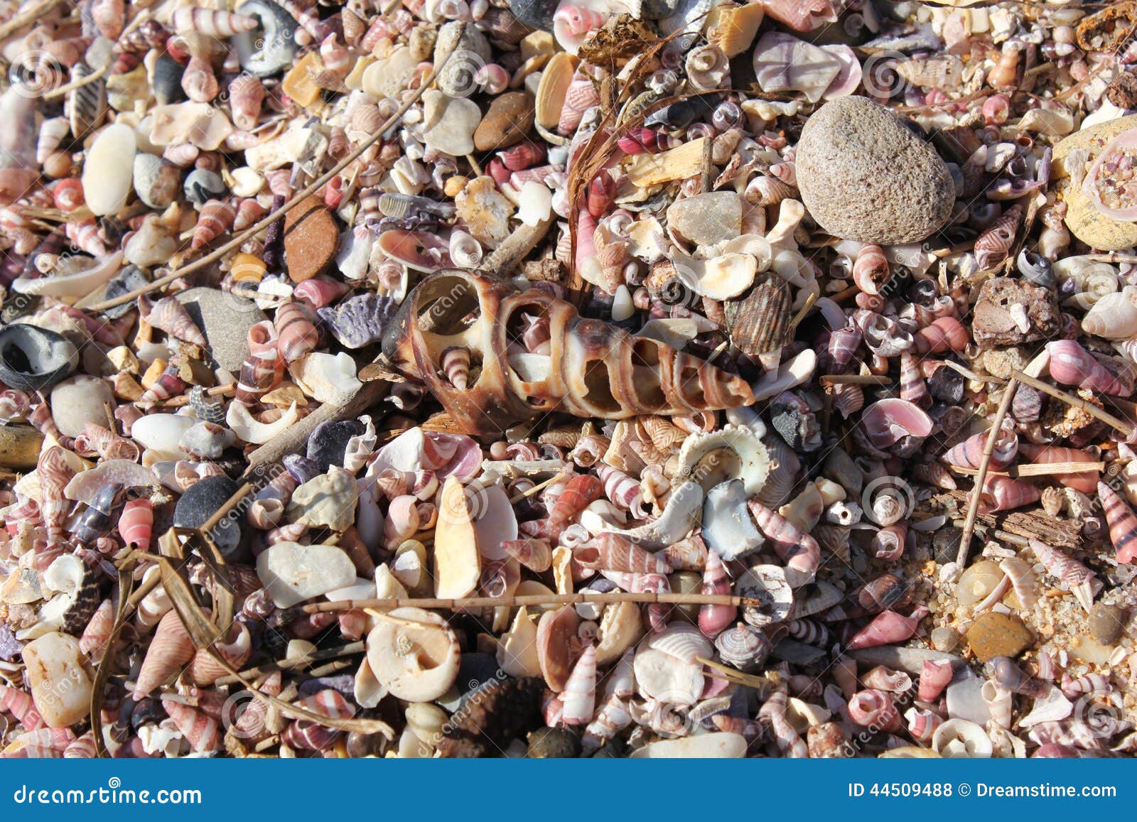 Shells stock photo. Image of flotsam, found, beach, shell - 44509488