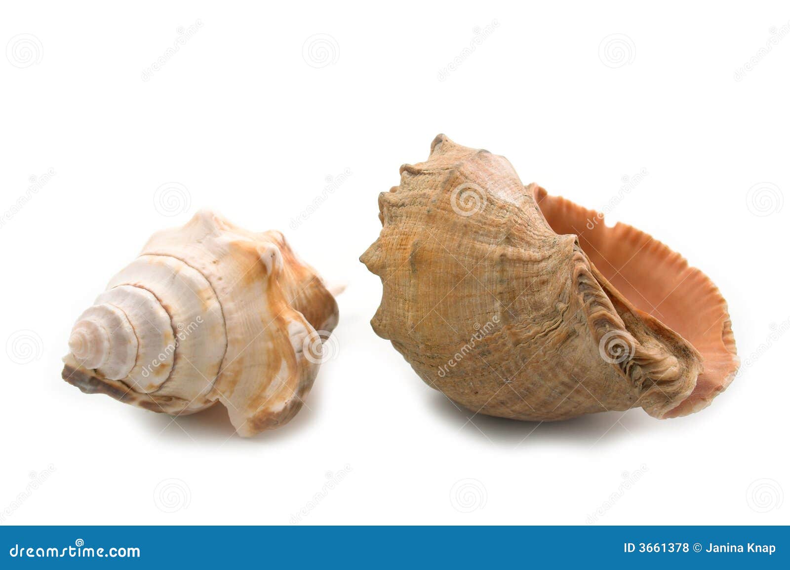 Shells isolated stock photo. Image of seashell, cockle - 3661378