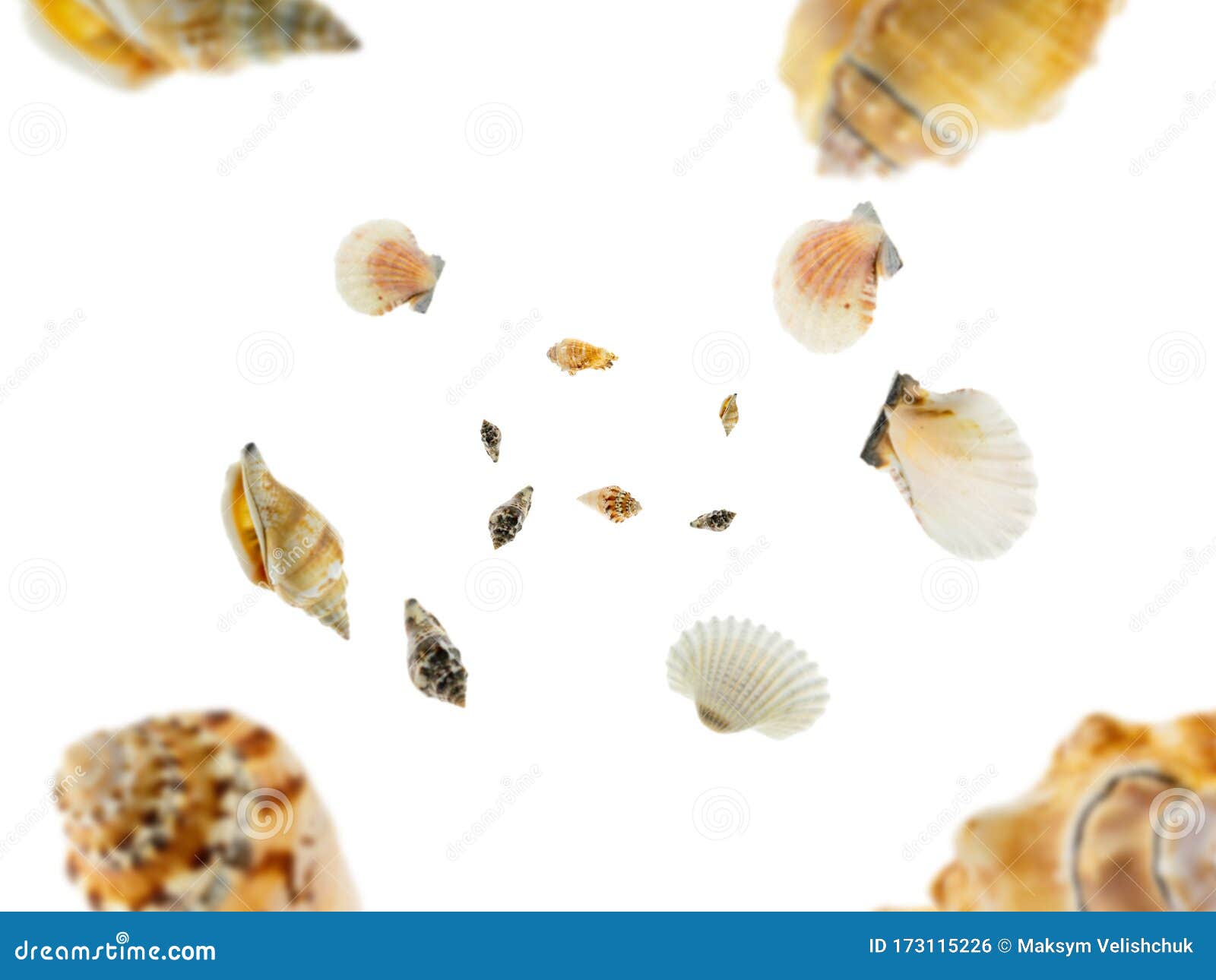 Shells Isolated. Starfish, Seashell Falling on White. Hello Sea Summer ...