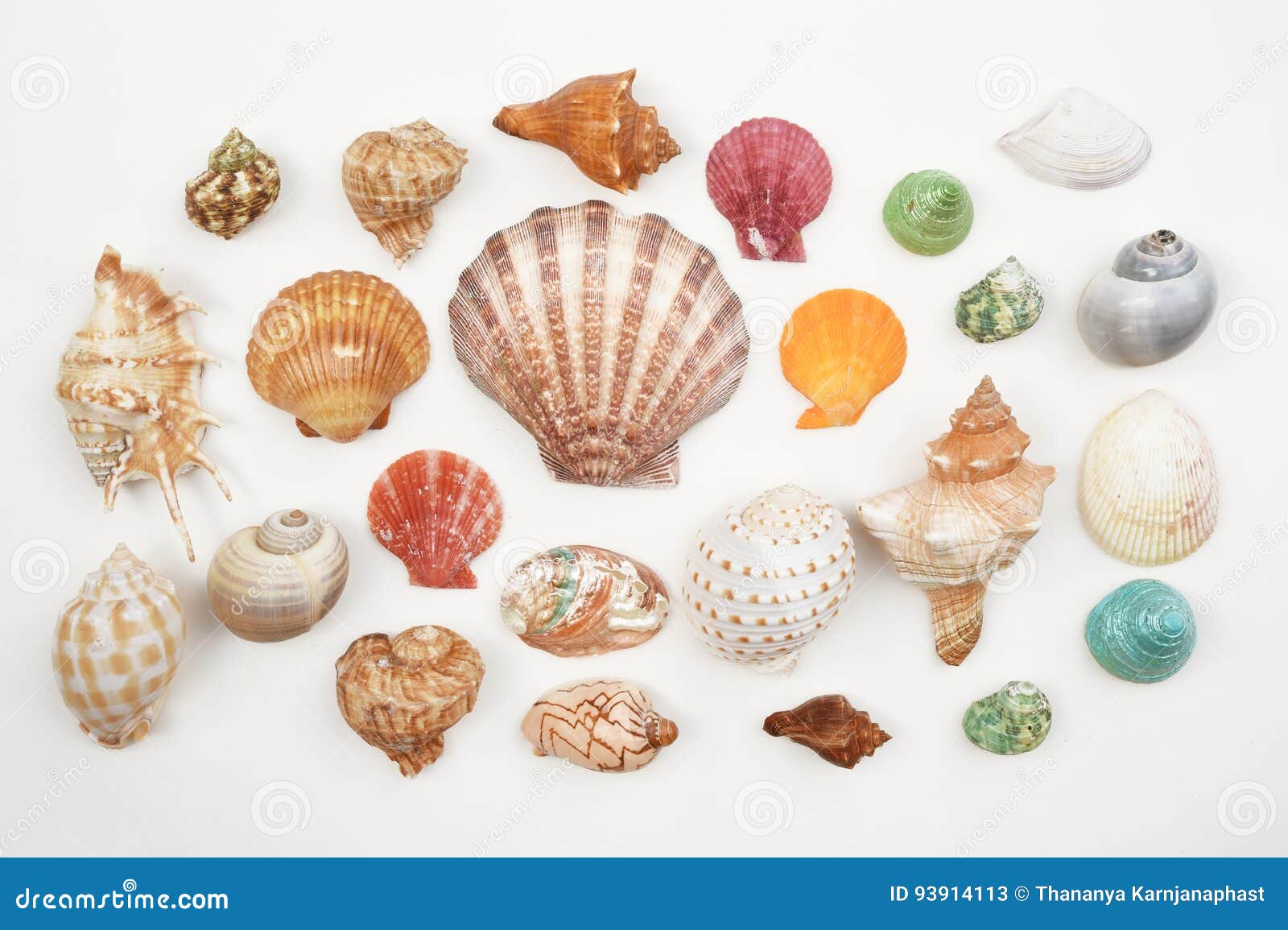 Shells stock image. Image of shell, nature, abstract - 93914113