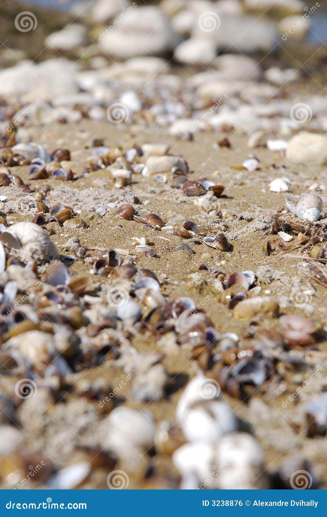 Shells Lake coastline stock photo. Image of lake, fresh - 3238876