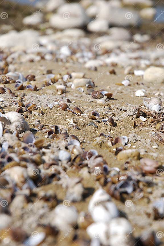 Shells Lake coastline stock photo. Image of lake, fresh - 3238876