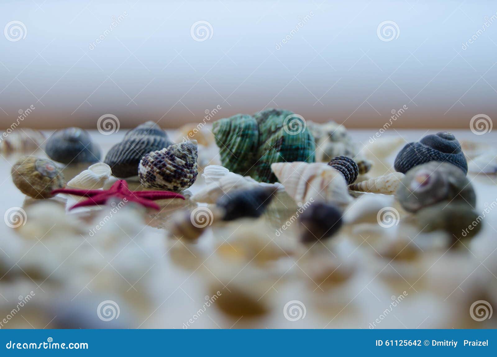 Shells in large quantities stock photo. Image of spiral - 61125642