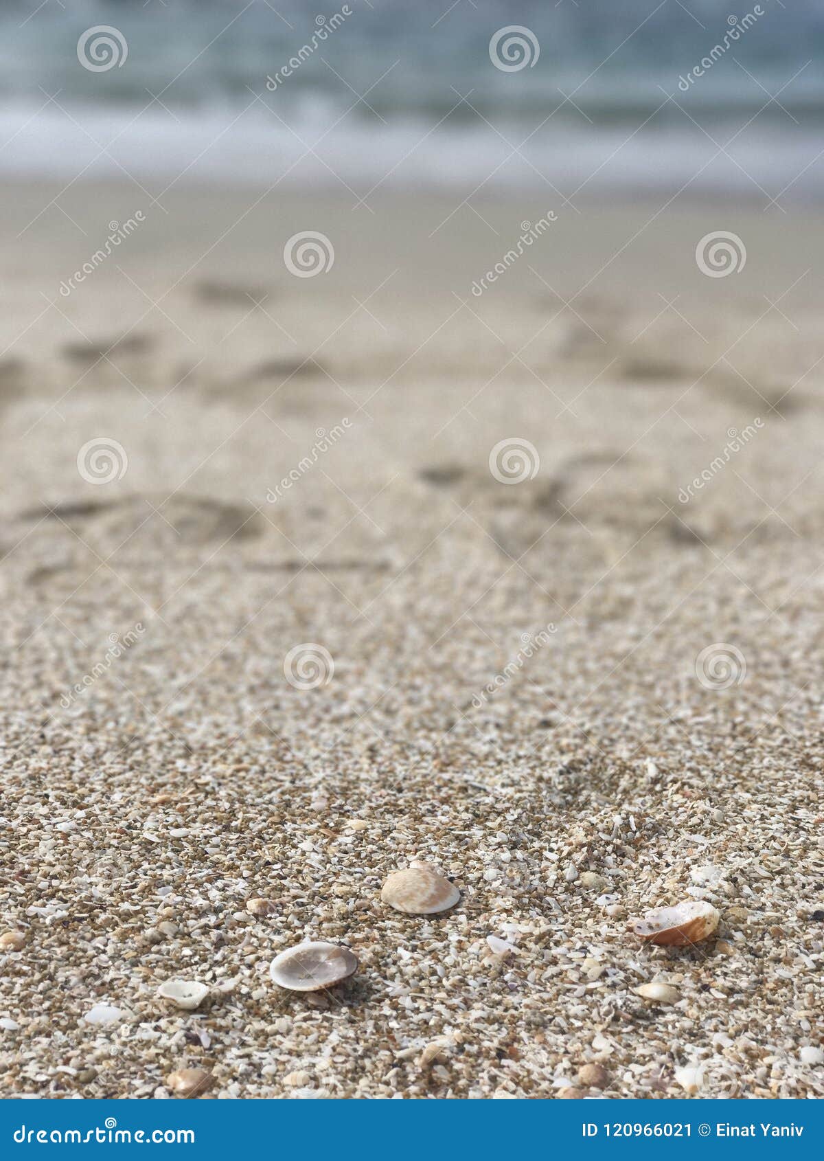 Shells laying around stock image. Image of beach, sand - 120966021