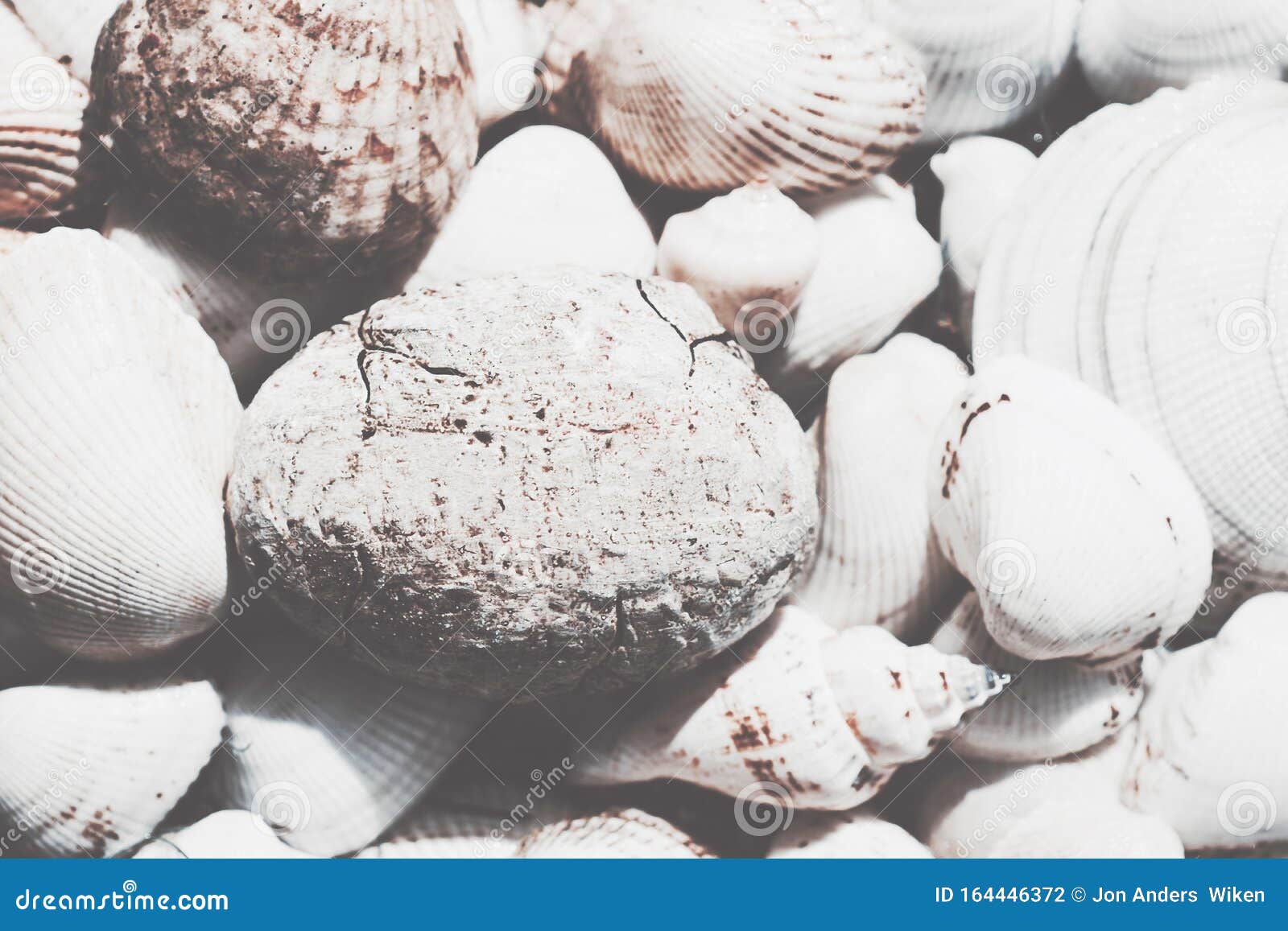 Shells Laying Next To Each Other on a Beach. Stock Photo - Image of ...