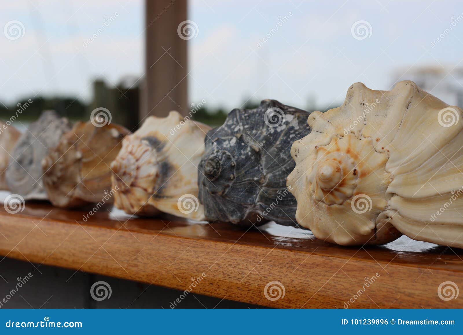 Shells on the Ledge stock photo. Image of spirals, carolina - 101239896