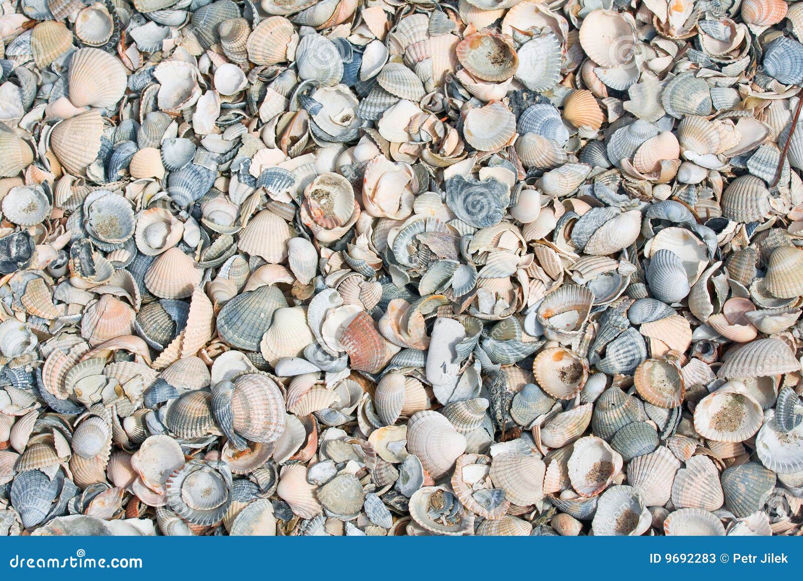 Sea Schells Background Stock Photography | CartoonDealer.com #212712500