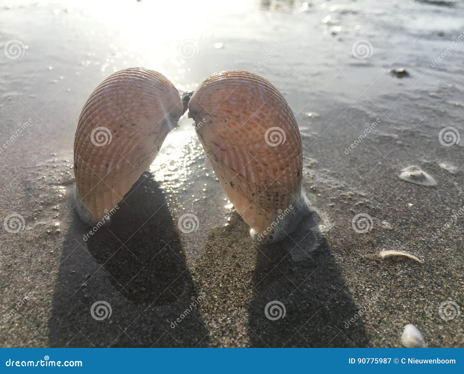Shells Like the Wings of an Angel Editorial Photography - Image of ...