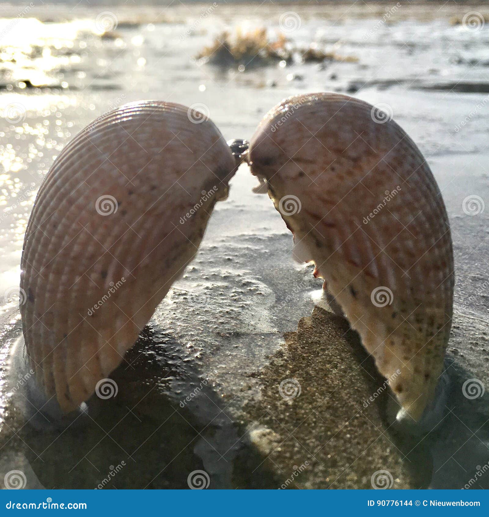 Shells Like the Wings of an Angel Stock Photo - Image of shells, cape ...
