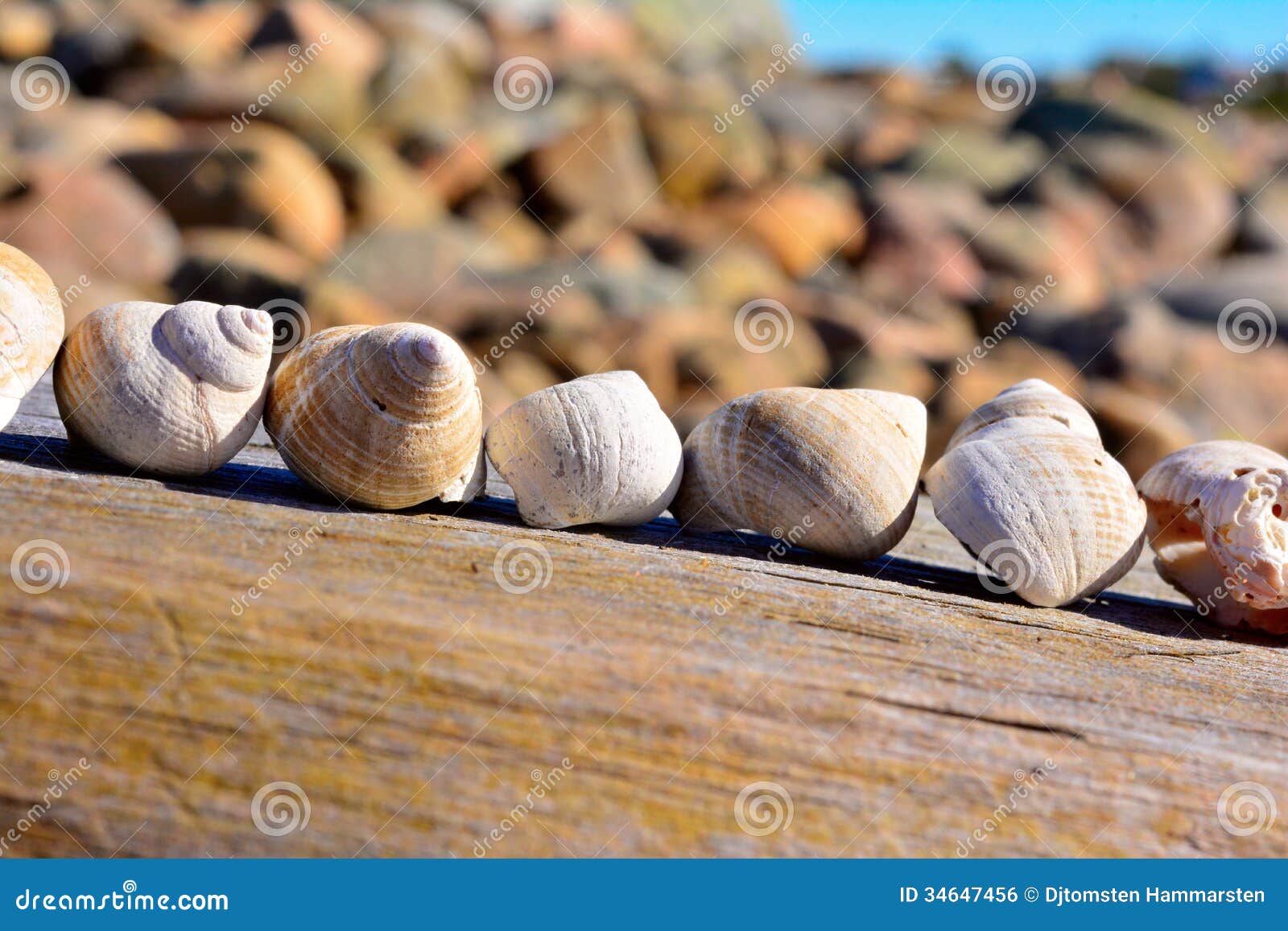 Shells stock photo. Image of shell, tropical, nature - 34647456
