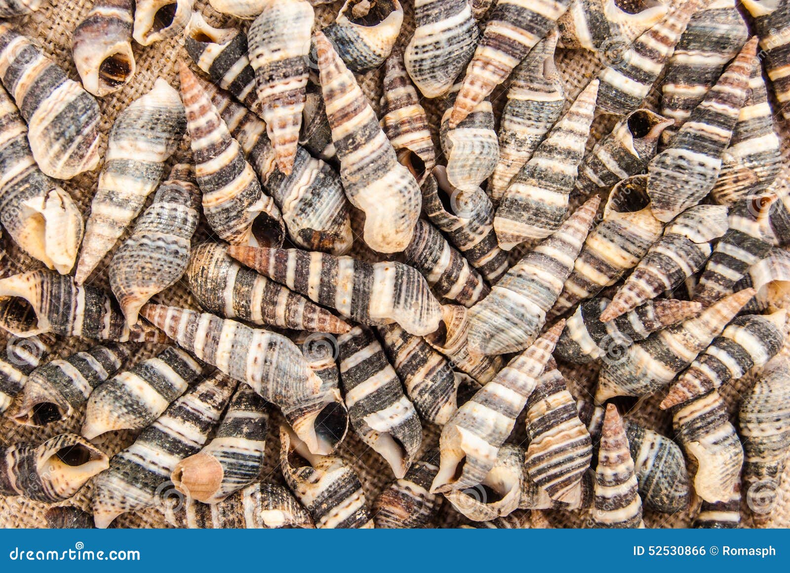 Shells stock photo. Image of design, background, empty - 52530866