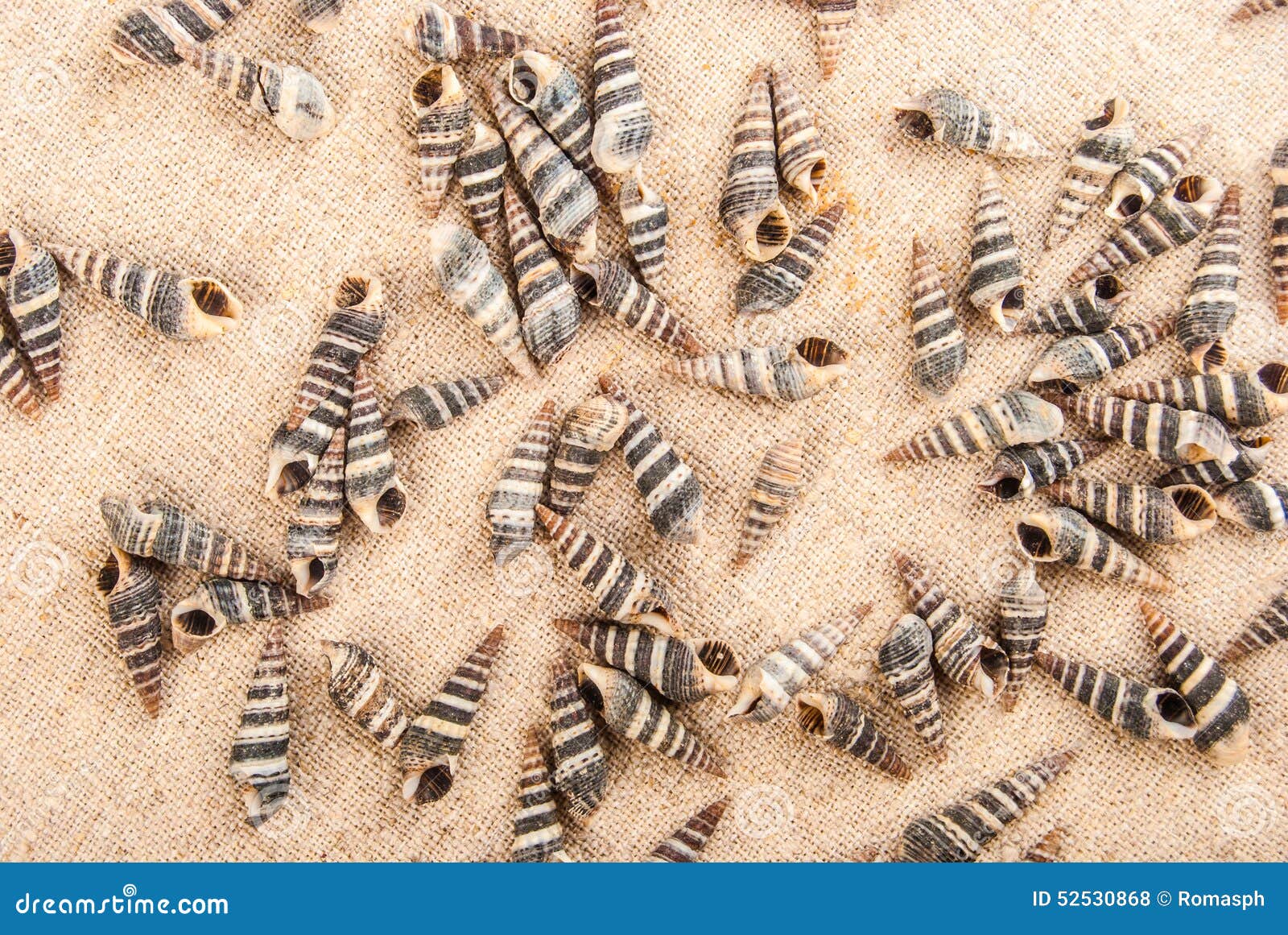 Shells stock photo. Image of empty, cord, object, retro - 52530868