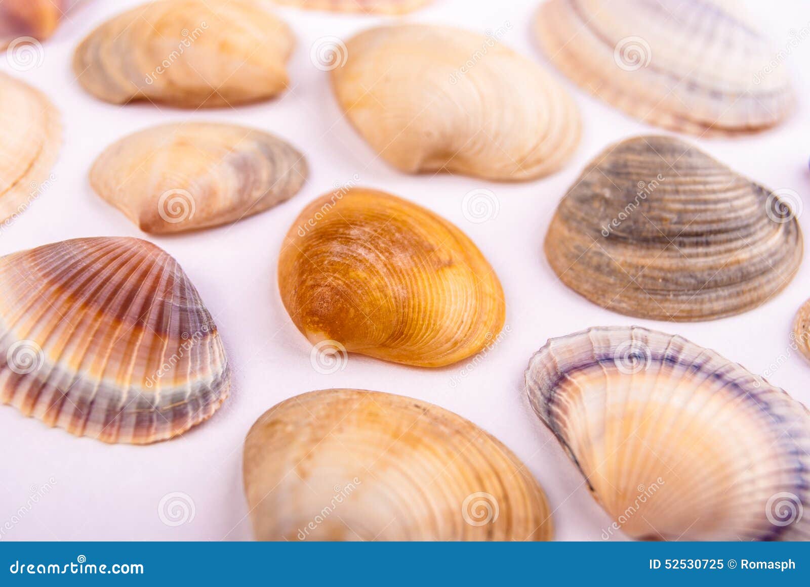 Shells stock image. Image of empty, copy, ocean, healthy - 52530725
