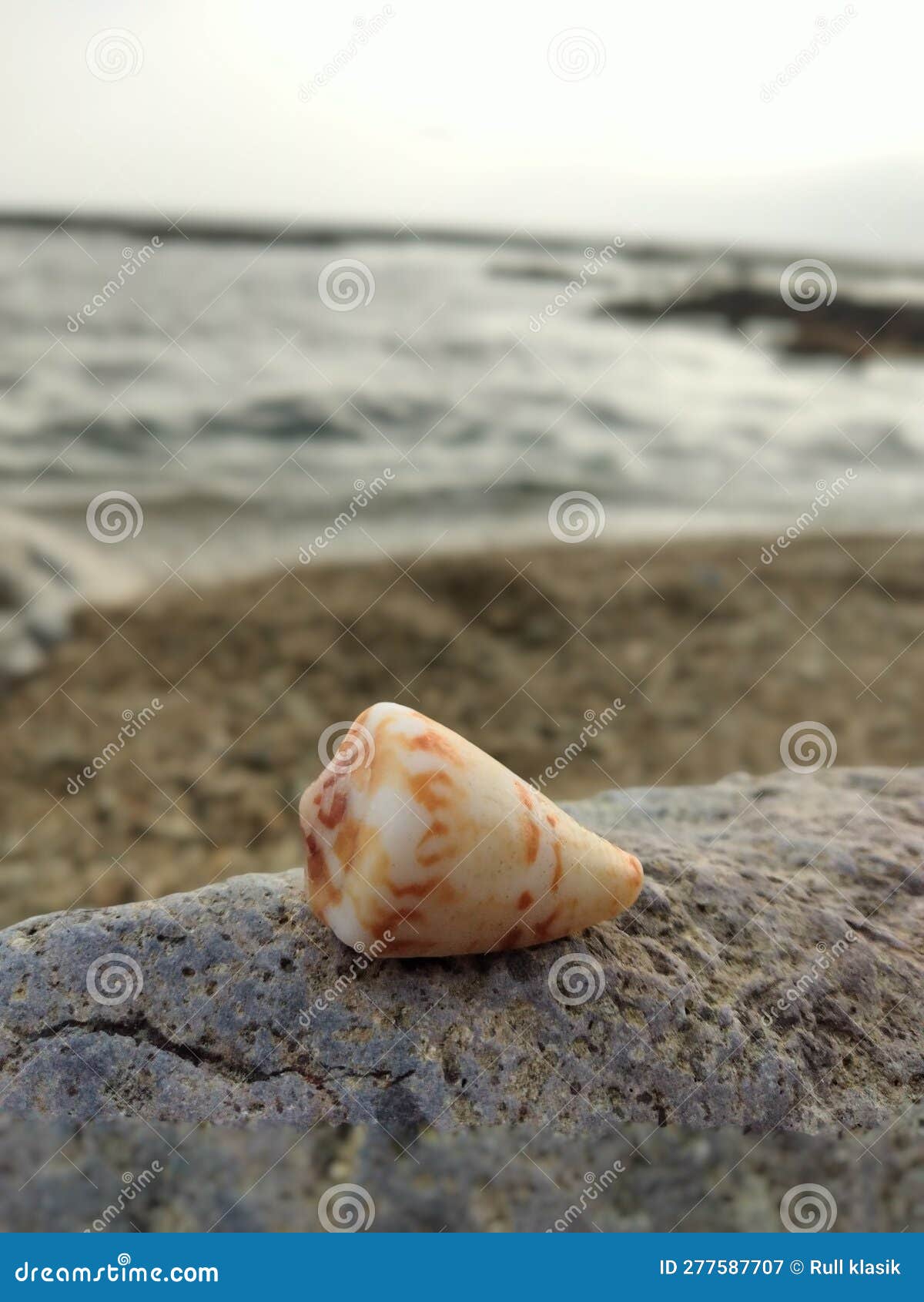 Shells that Live on the Beach Make the Beach Even More Beautiful? Stock ...