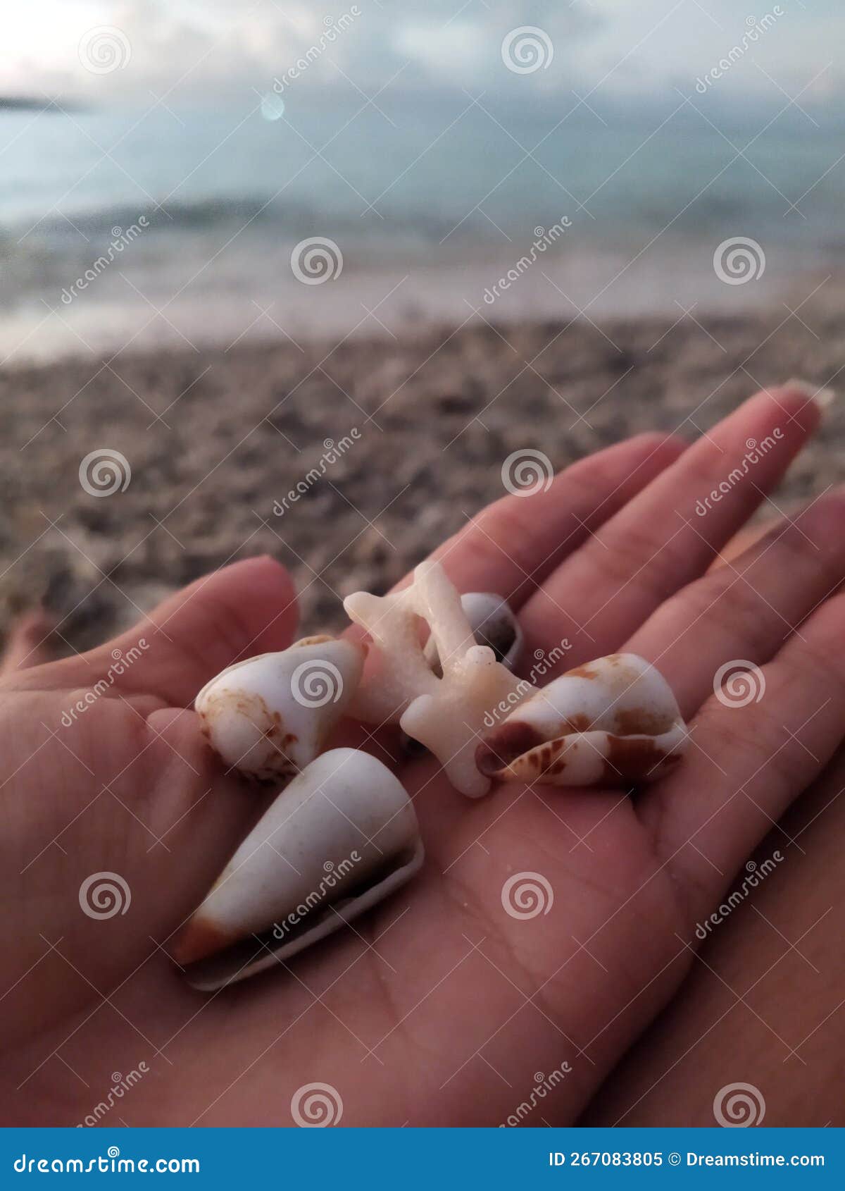 Shells that Look so Pretty on the Little Hands with the Blur. Stock ...