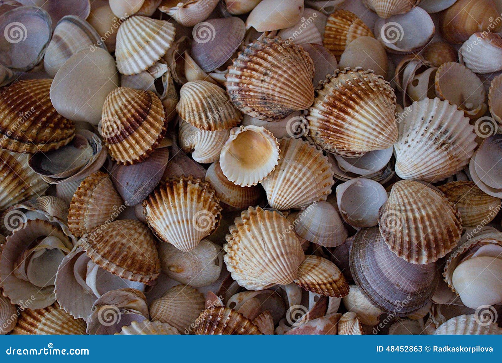 Shells stock image. Image of beach, small, animal, lots - 48452863