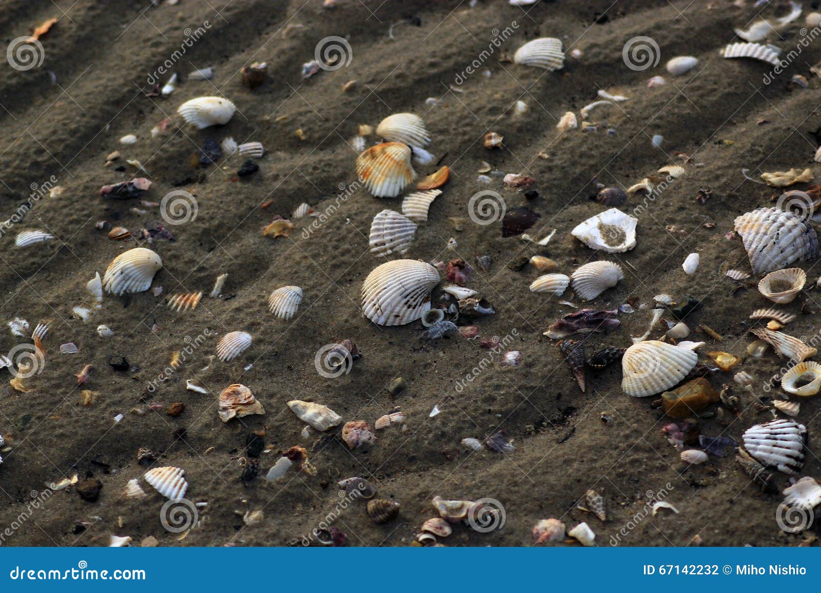 Shells in low-tide beach stock photo. Image of shells - 67142232