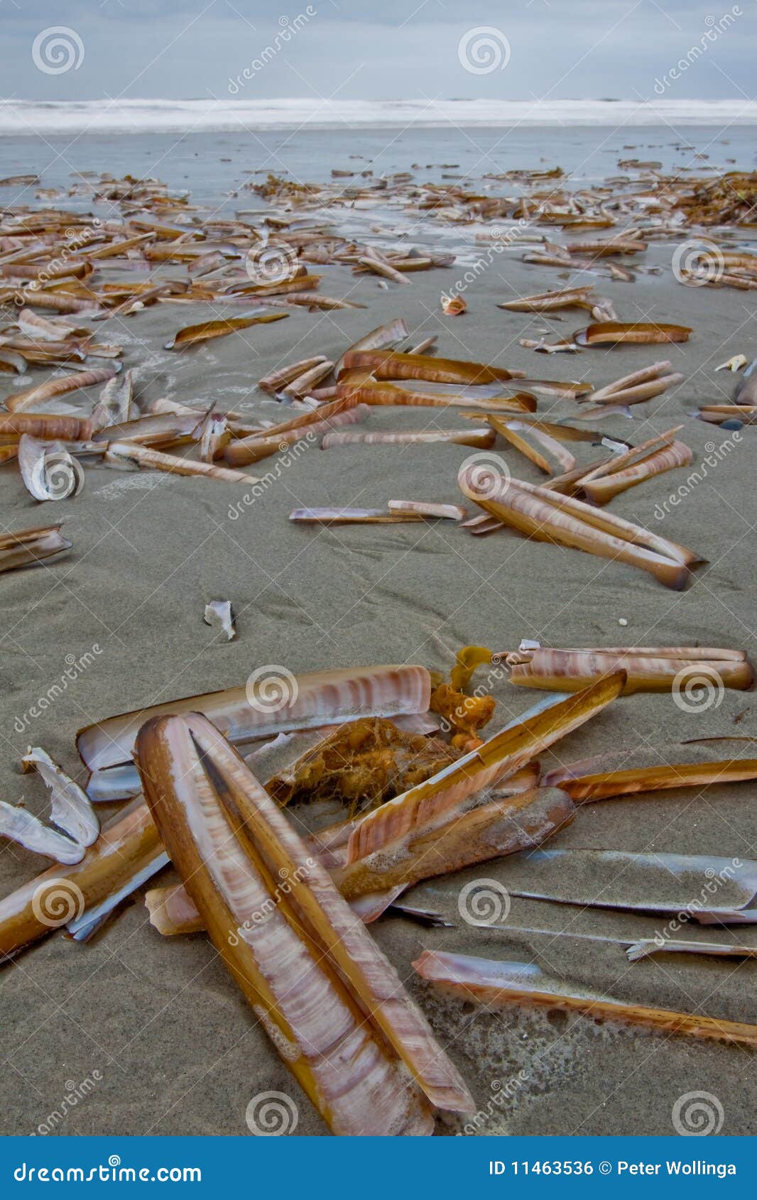Shells Lying on the Beach Surf of the Ocean Stock Photo - Image of ...