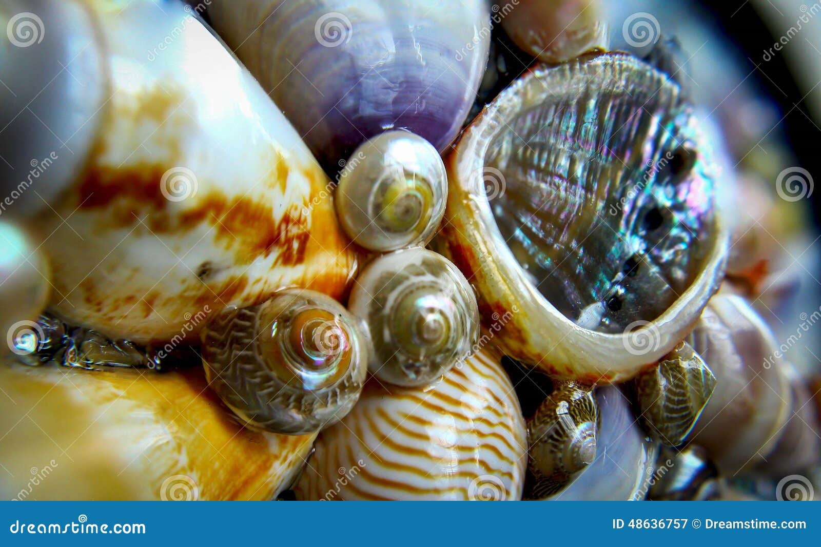 Shells stock image. Image of kinds, shells, collection - 48636757