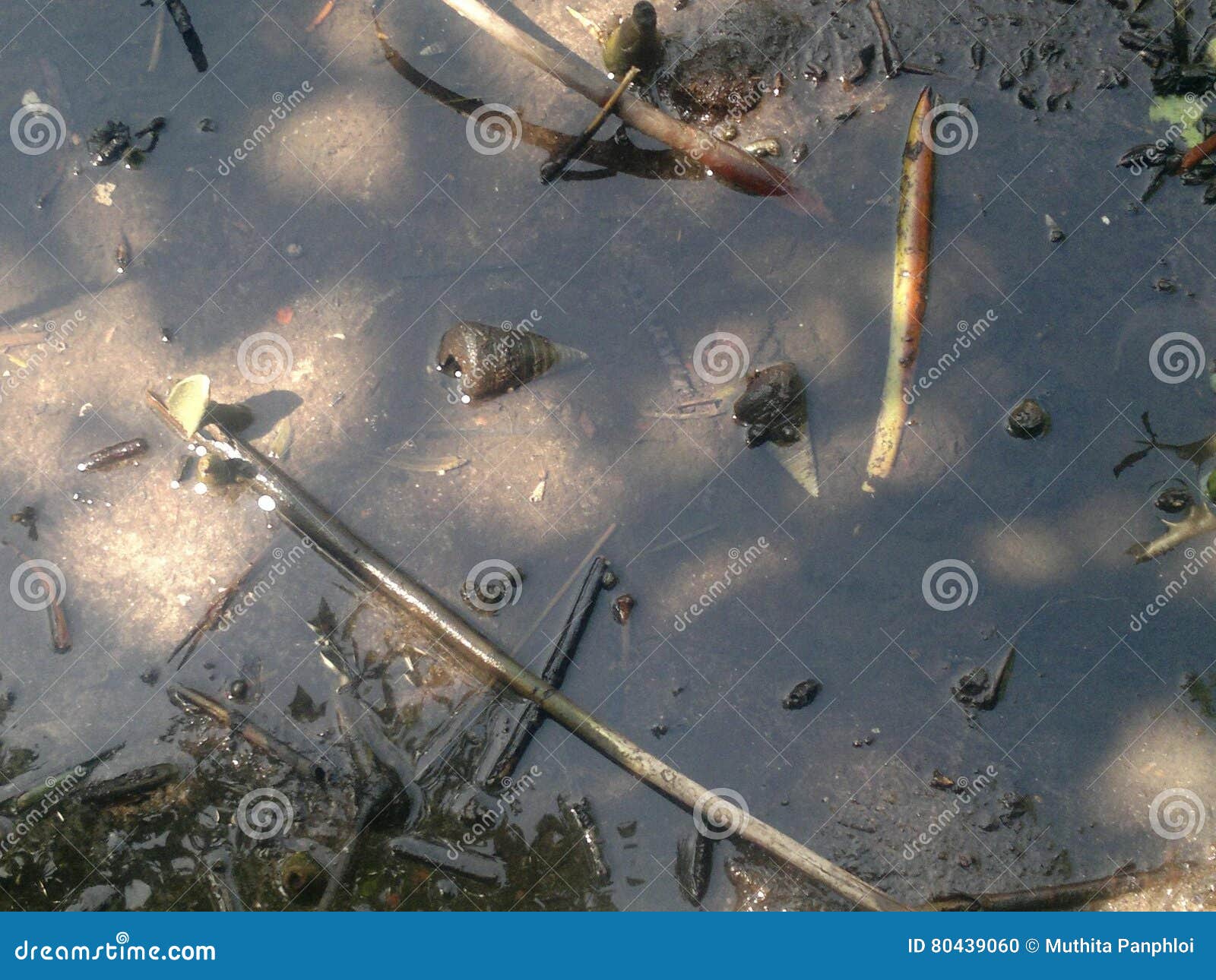 Mangrove forest stock photo. Image of shore, province - 80439060