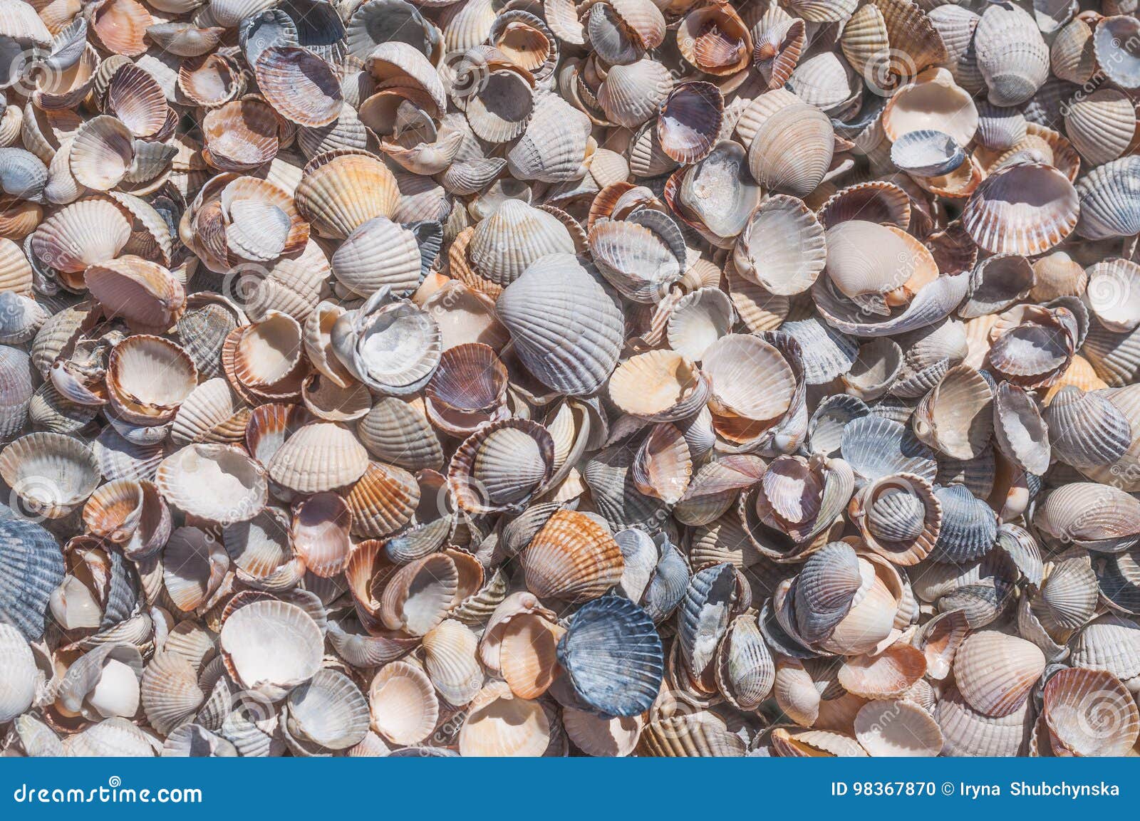 Shells stock photo. Image of beauty, relax, summer, nature - 98367870