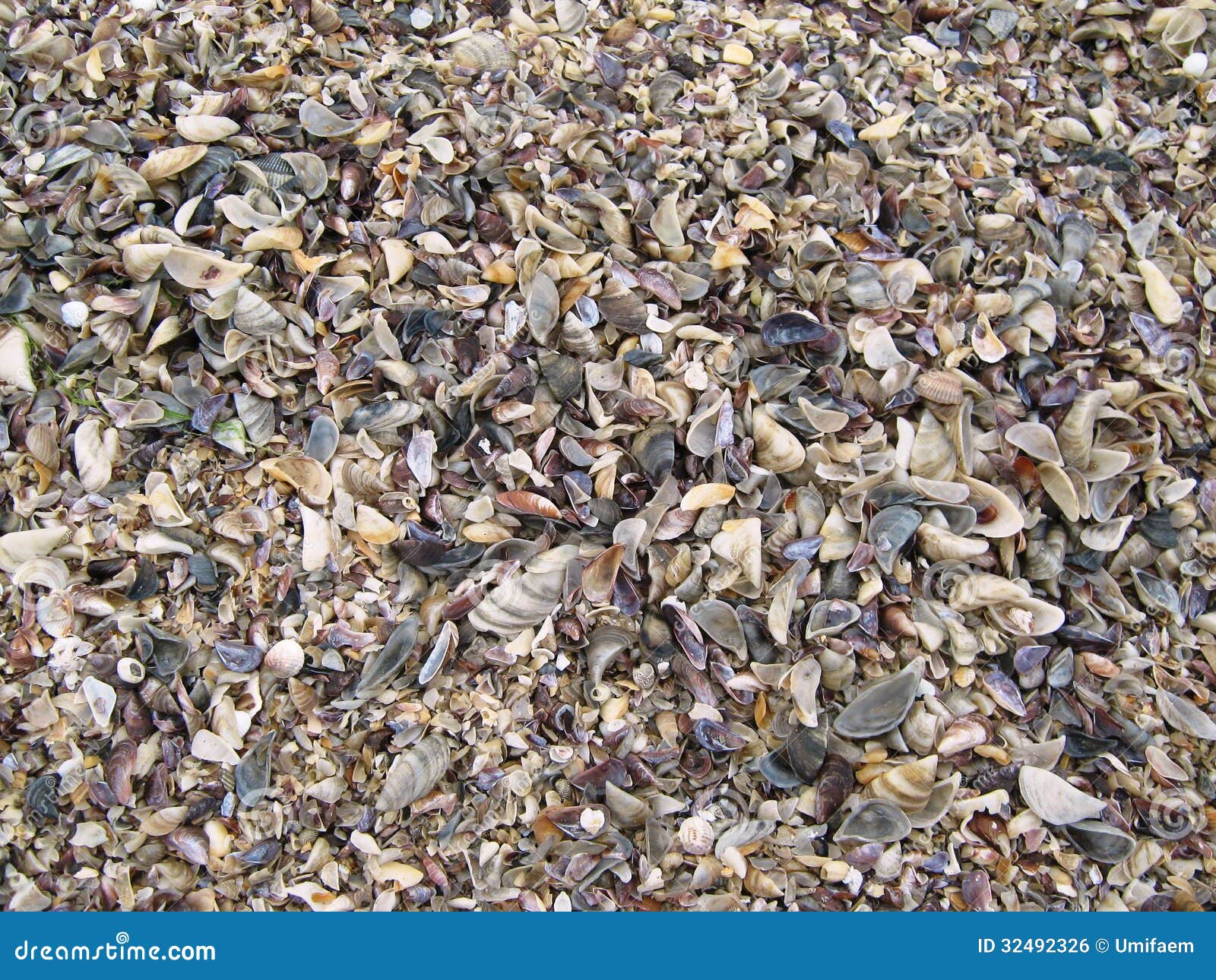 Shells stock photo. Image of houses, snails, background - 32492326