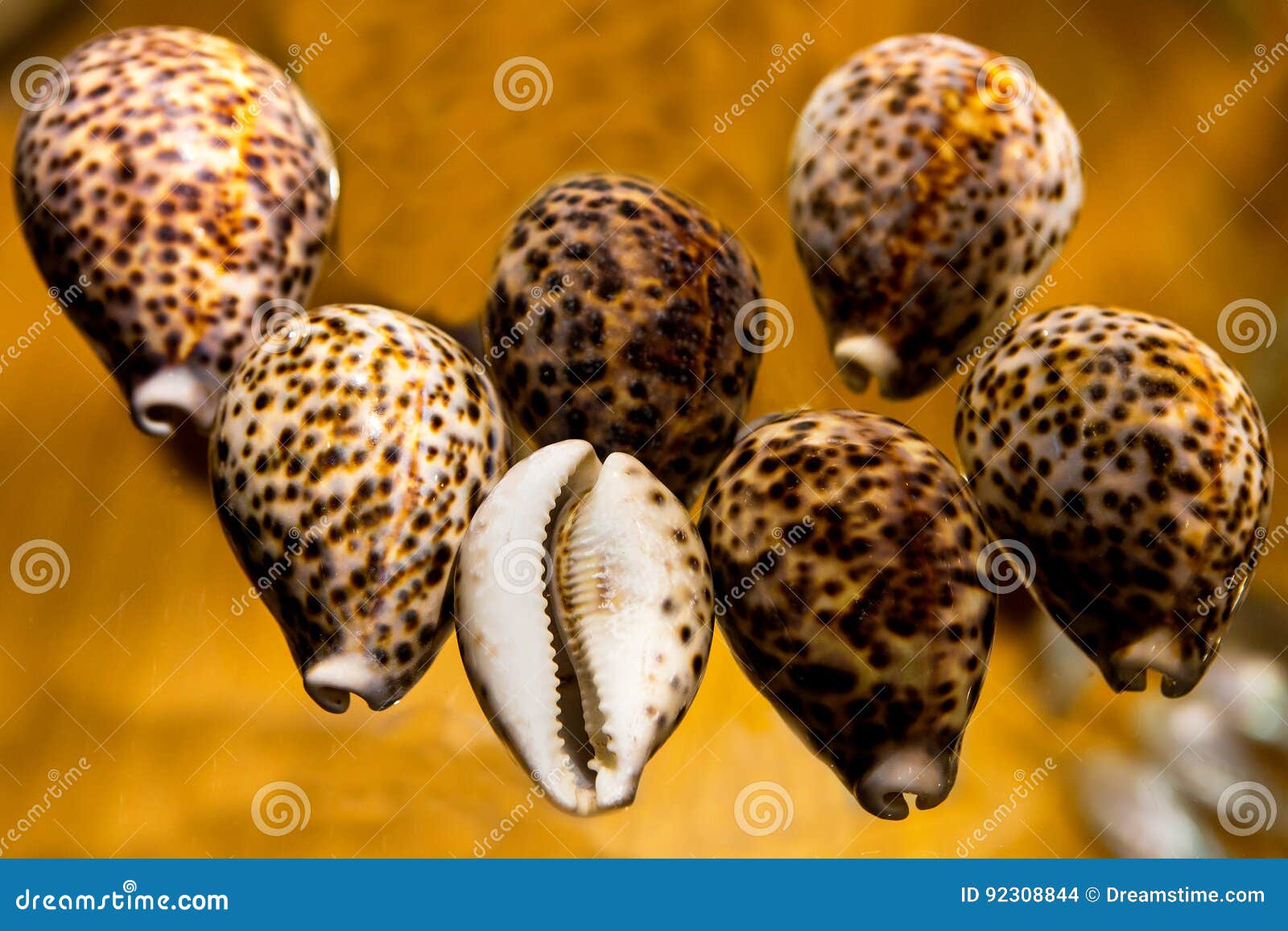 Shells Many Types and Sizes Stock Photo - Image of oceanic, close: 92308844
