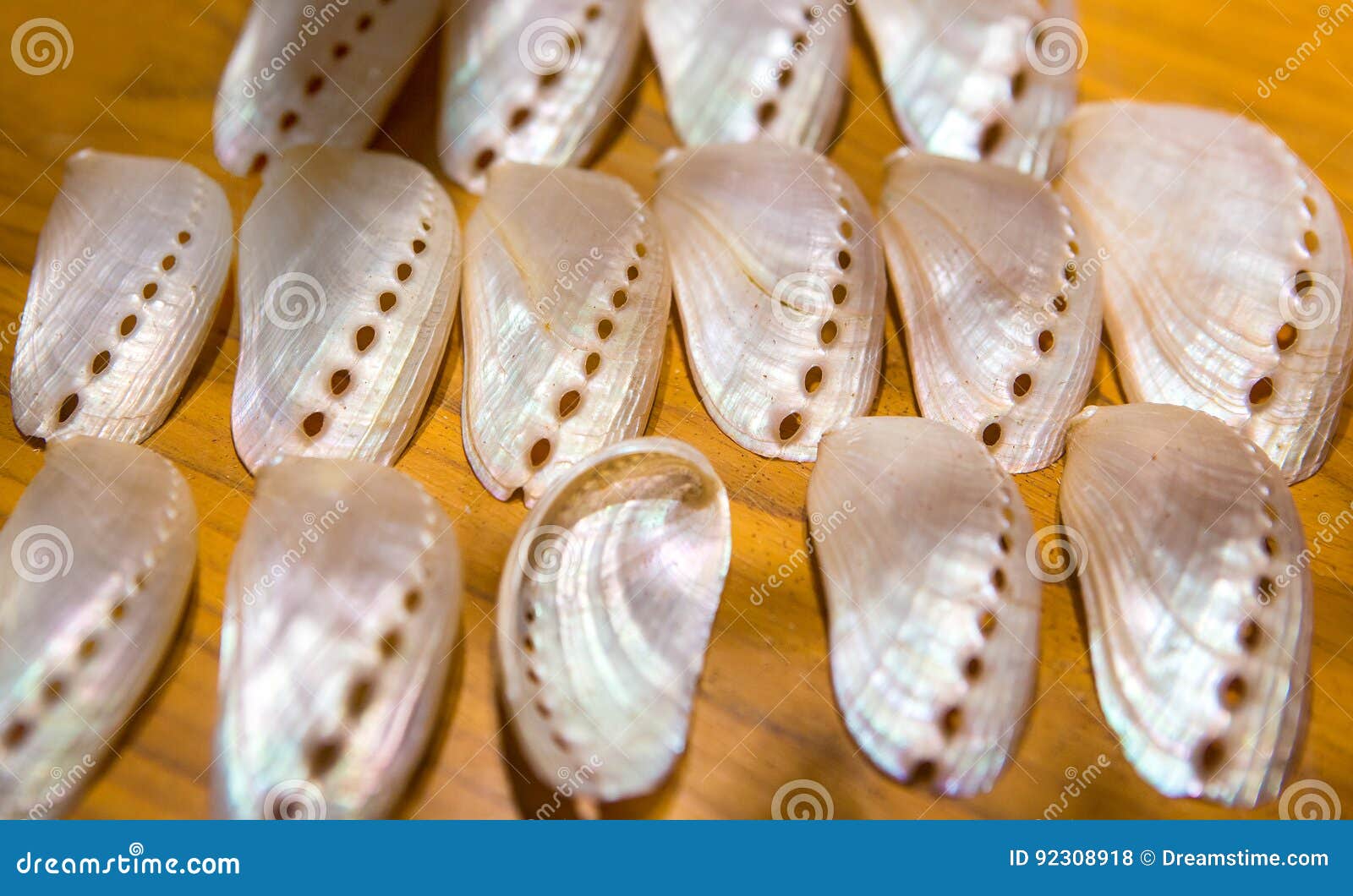Shells Many Types and Sizes Stock Photo - Image of object, sizes: 92308918