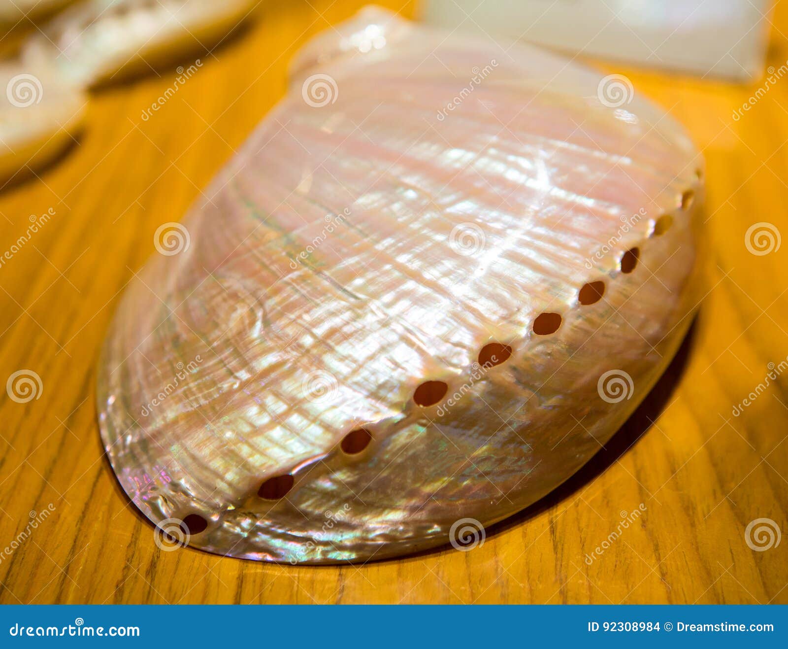 Shells Many Types And Sizes Royalty-Free Stock Image | CartoonDealer ...
