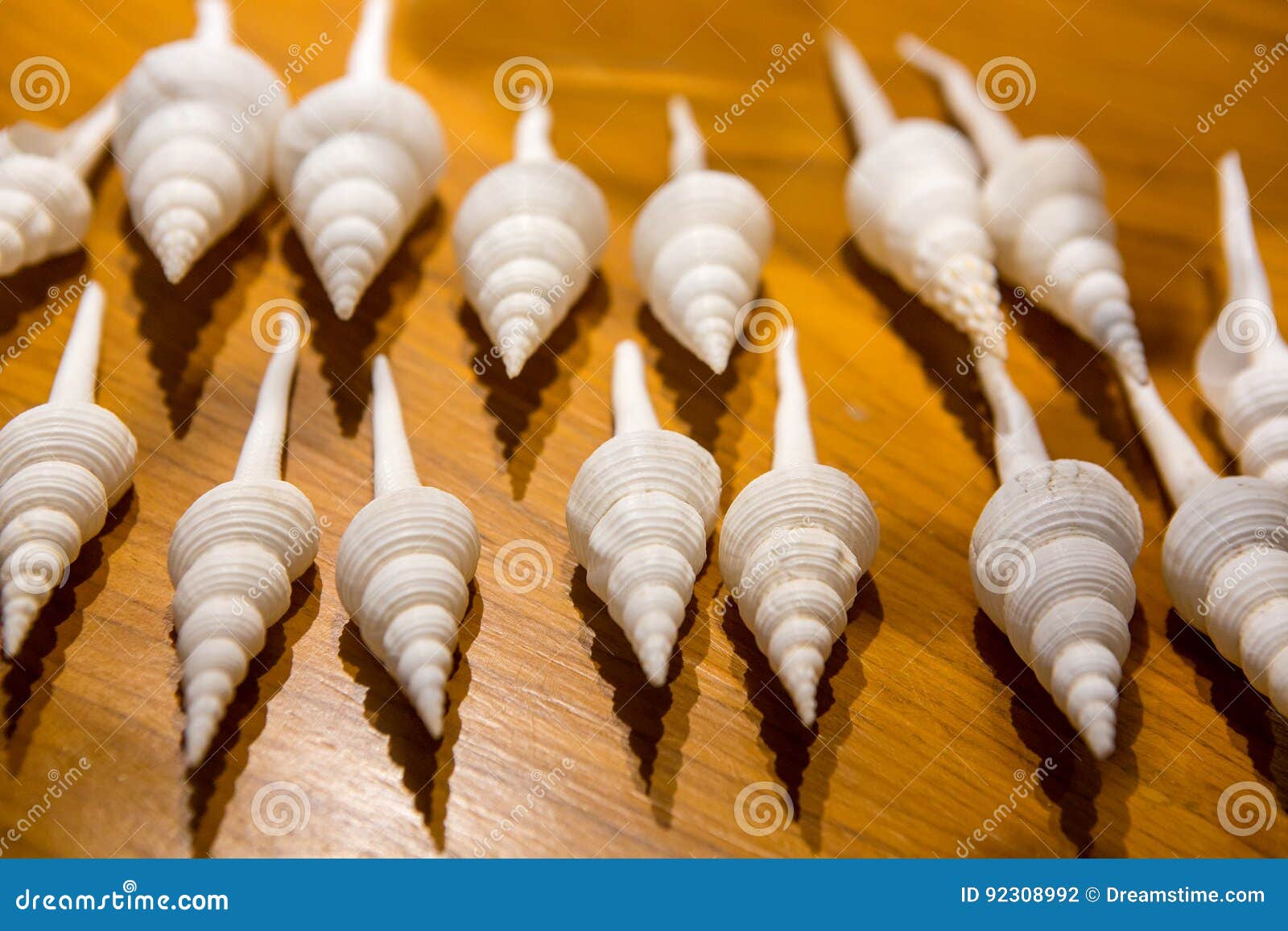 Shells Many Types And Sizes Royalty-Free Stock Image | CartoonDealer ...