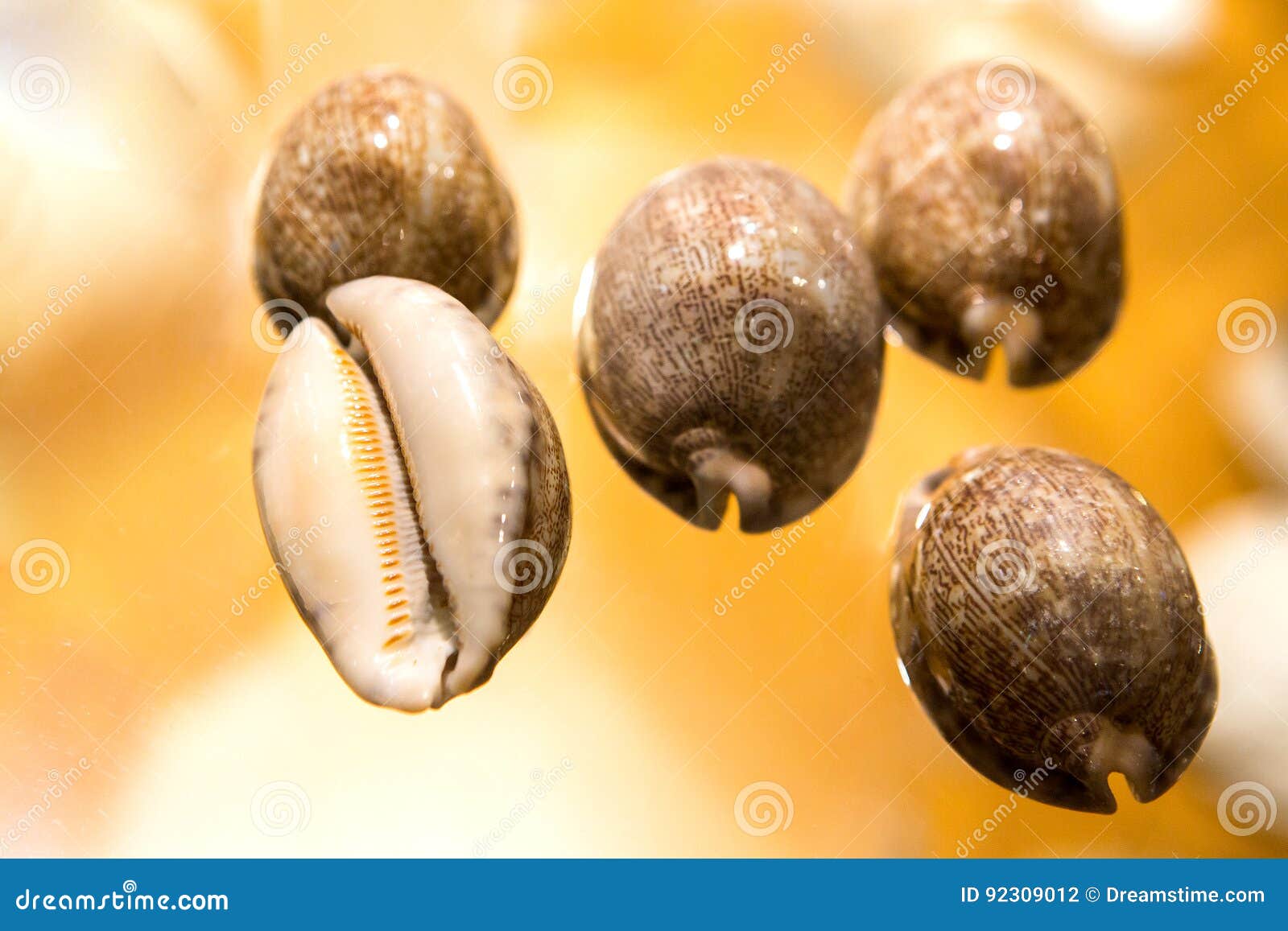 Shells Many Types and Sizes Stock Photo - Image of sizes, ocean: 92309012