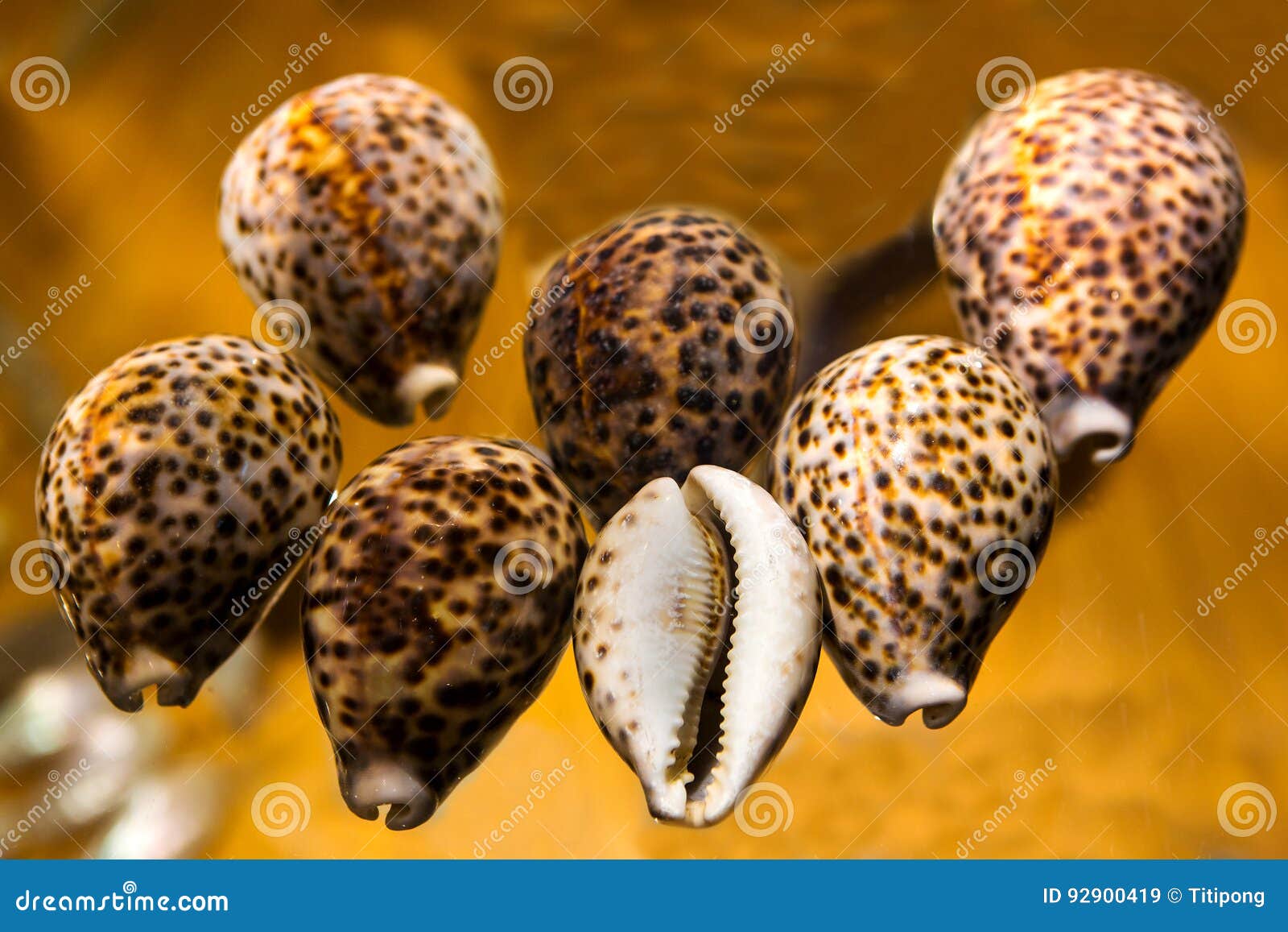 The Shells Of Many Types And Sizes Stock Image | CartoonDealer.com ...
